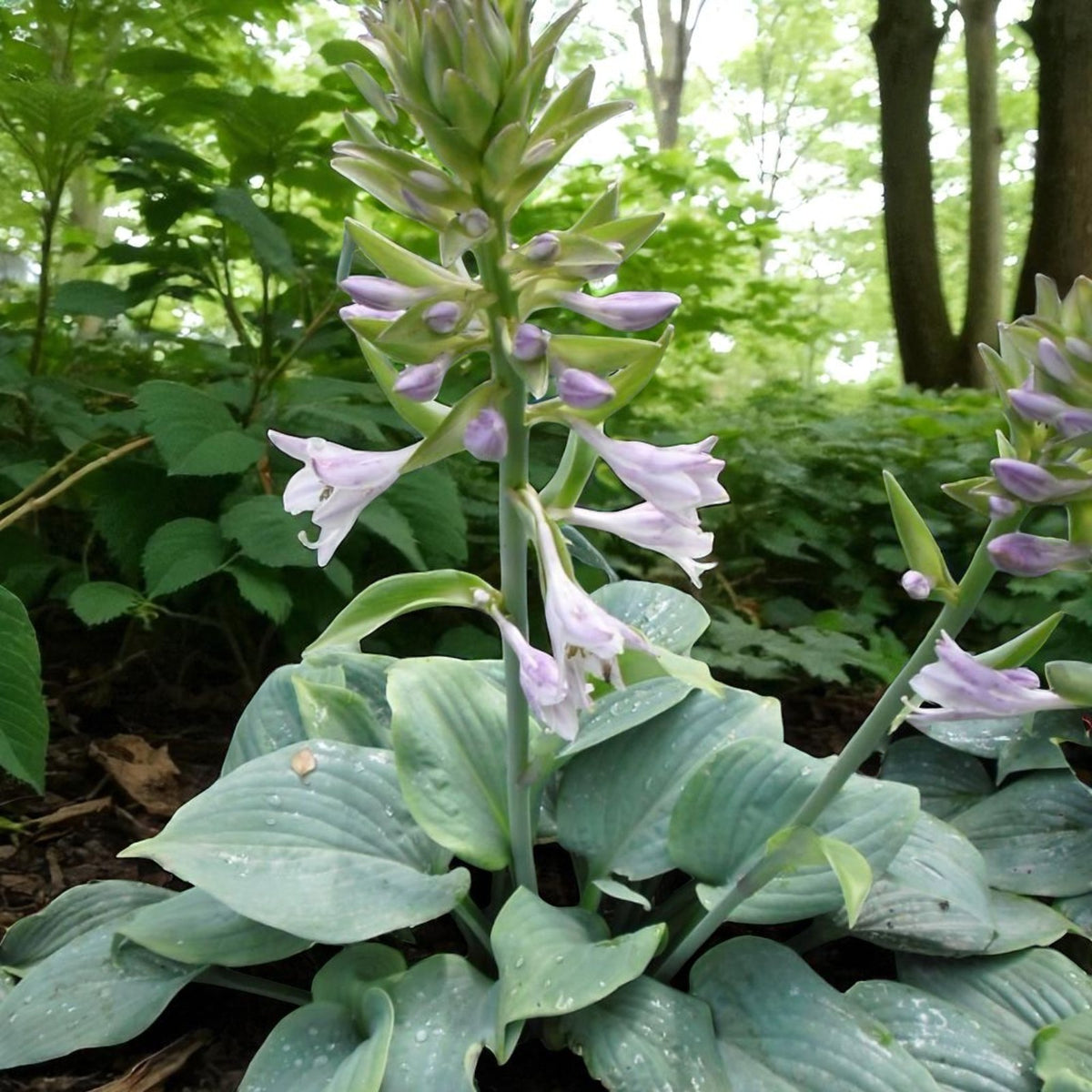 Hosta Fragrant Blue Bare Root – Carbeth Plants