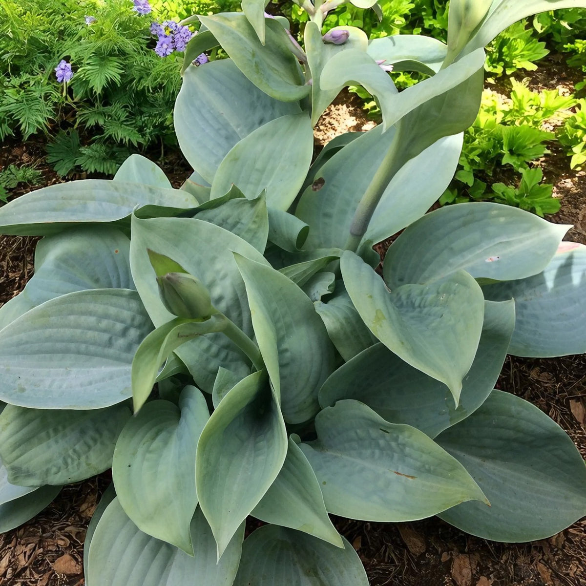Hosta Fragrant Blue Bare Root – Carbeth Plants