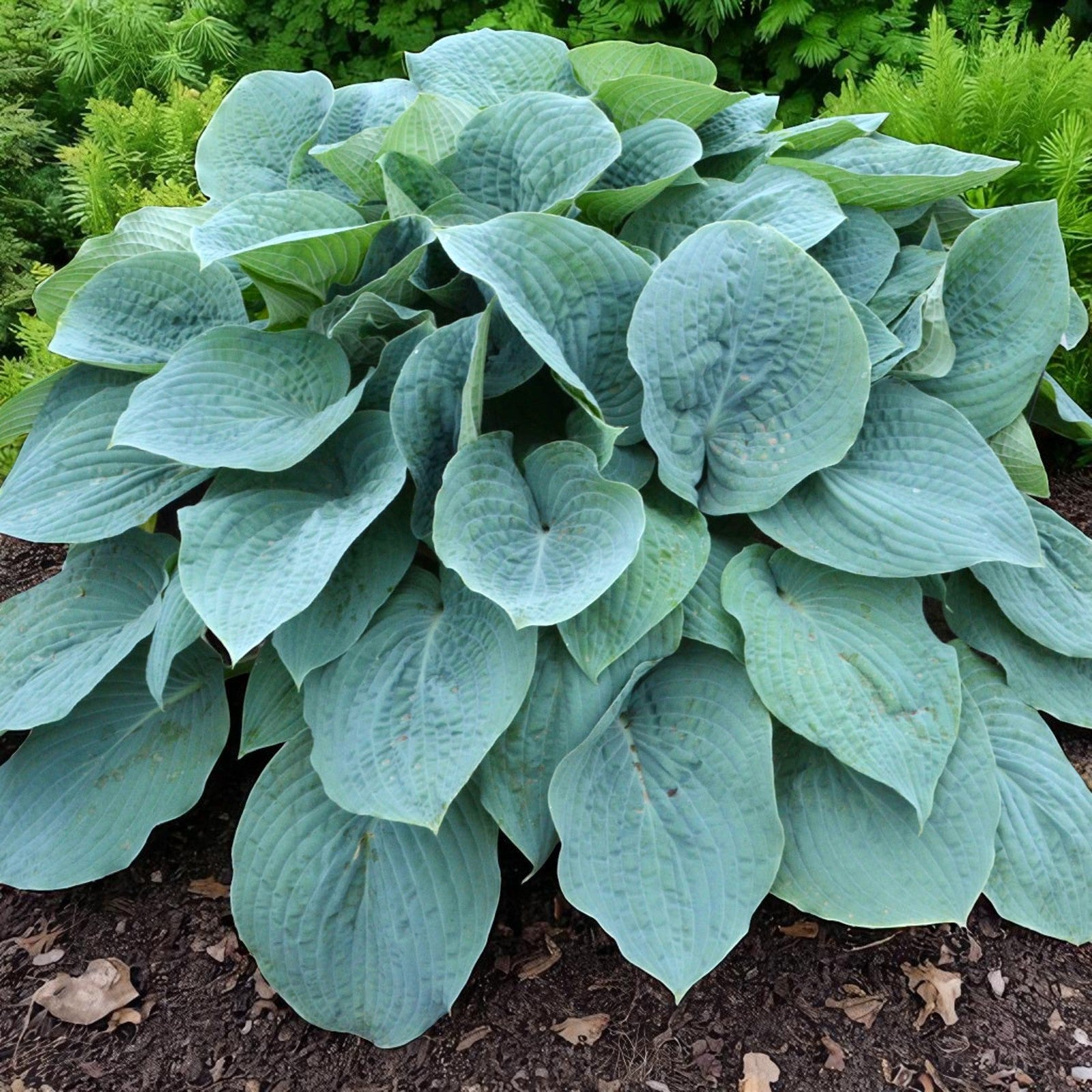 Hosta Fragrant Blue Bare Root