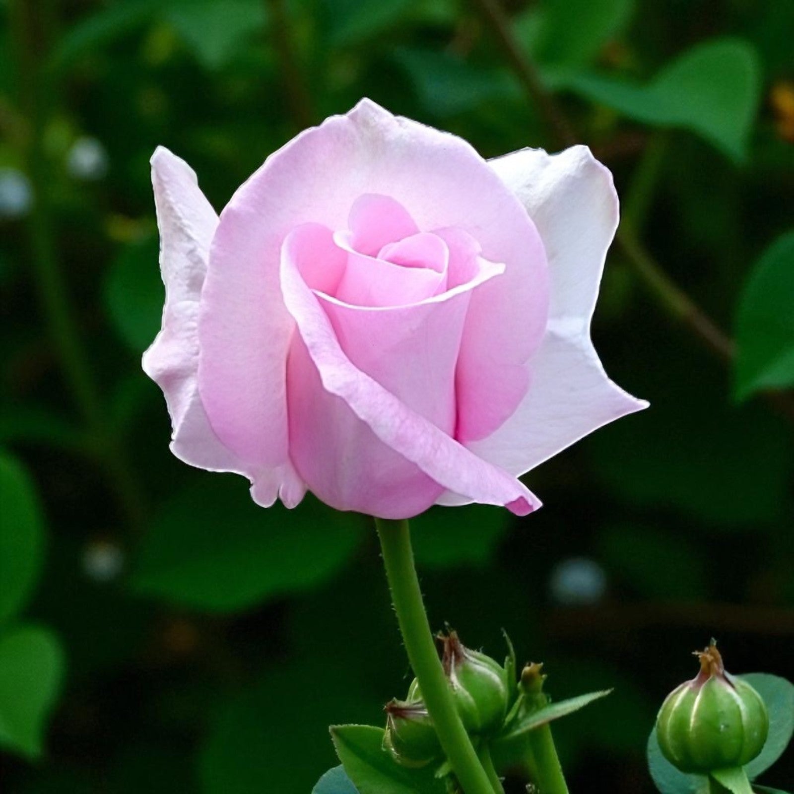 Hamilton Princess Bare Root Rose