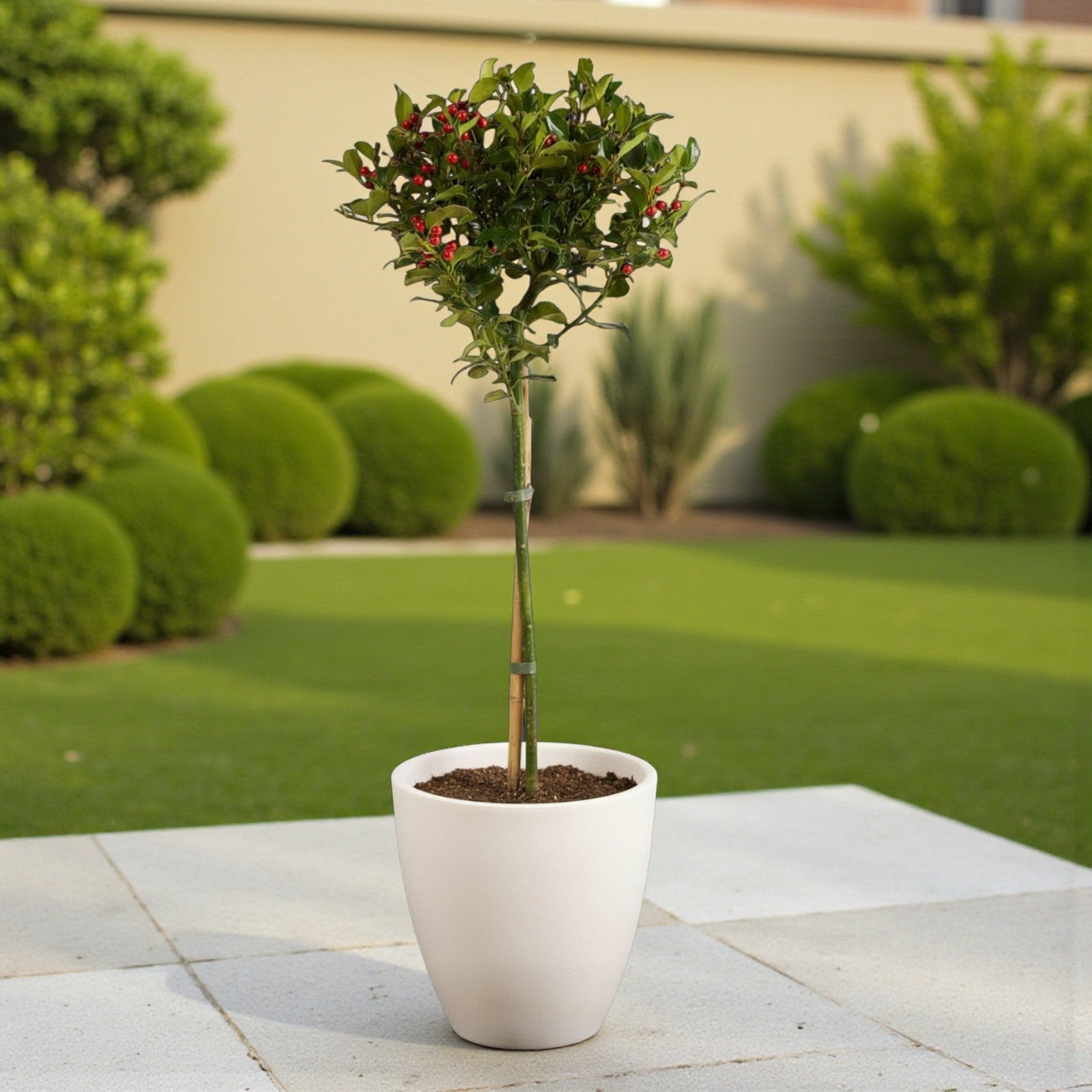 Holly Ilex Blue Maid Patio Tree