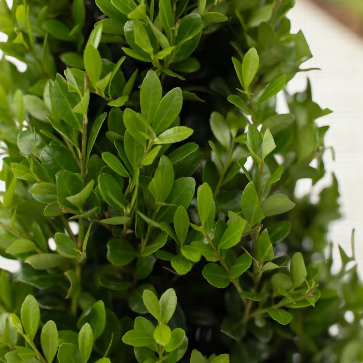 Ilex crenata Pyramid | Holy Plant
