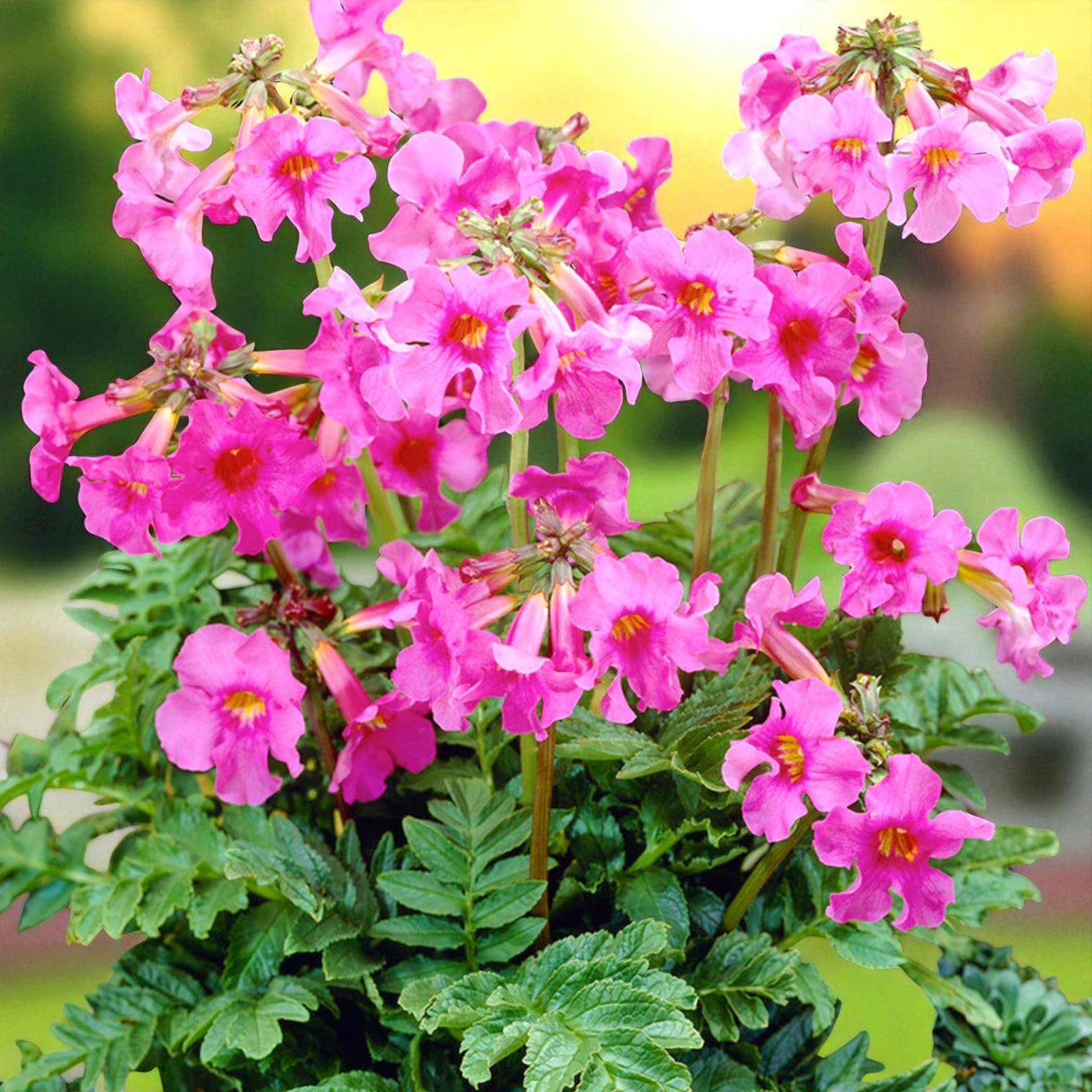 Incarvillea Delavayi I Jarig Bare Root