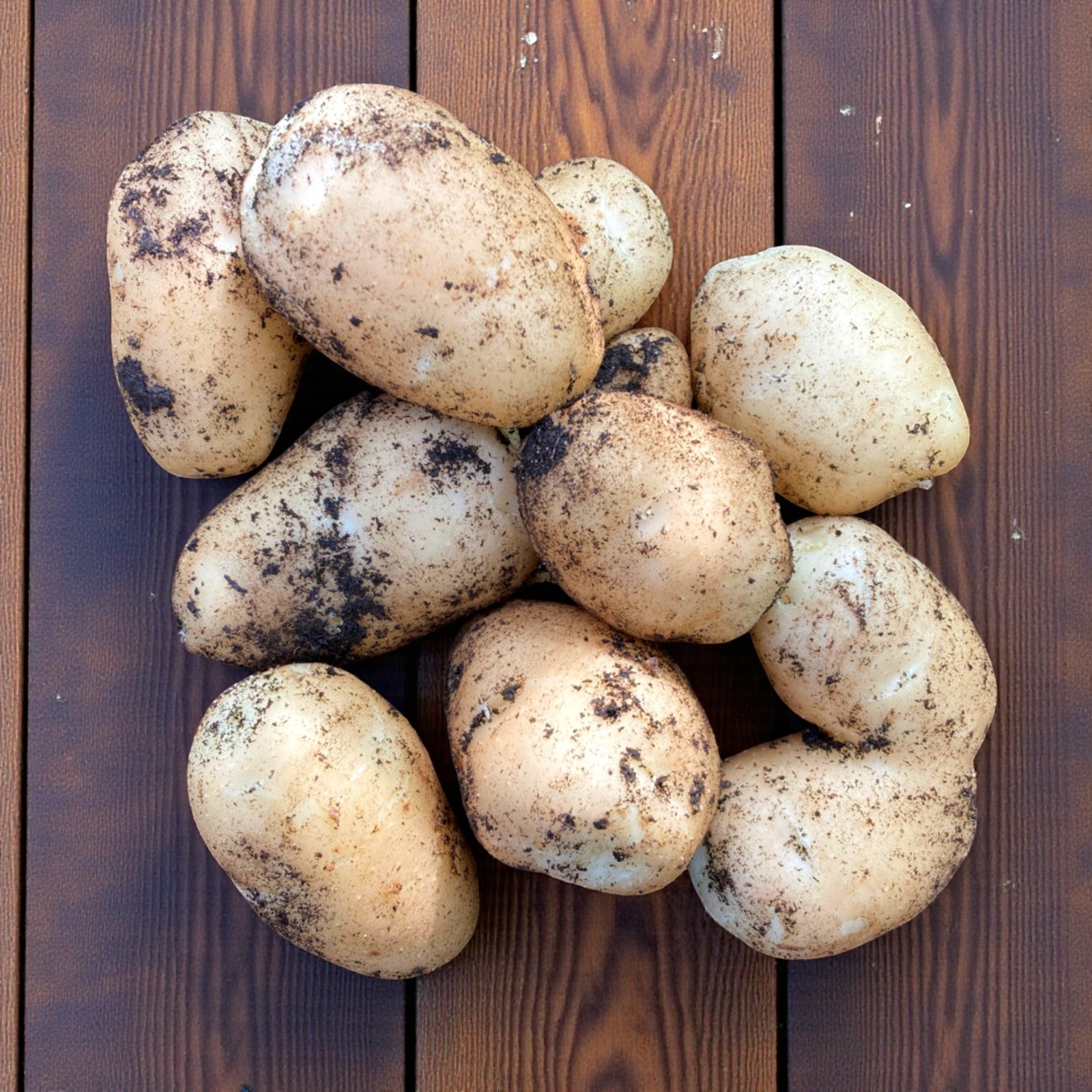 Seed Potatoes International Kidney