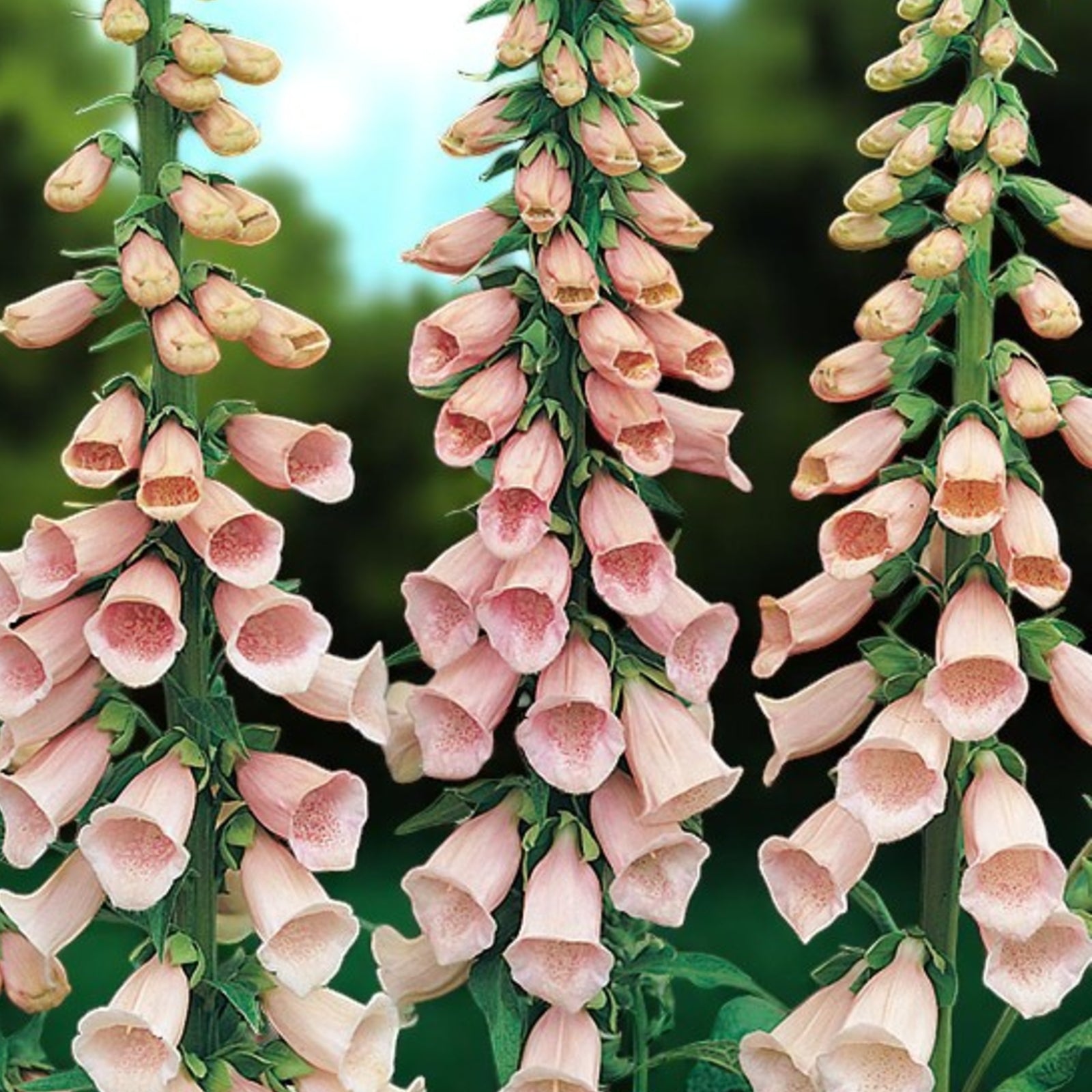 Digitalis Purpurea Excelsior – Carbeth Plants