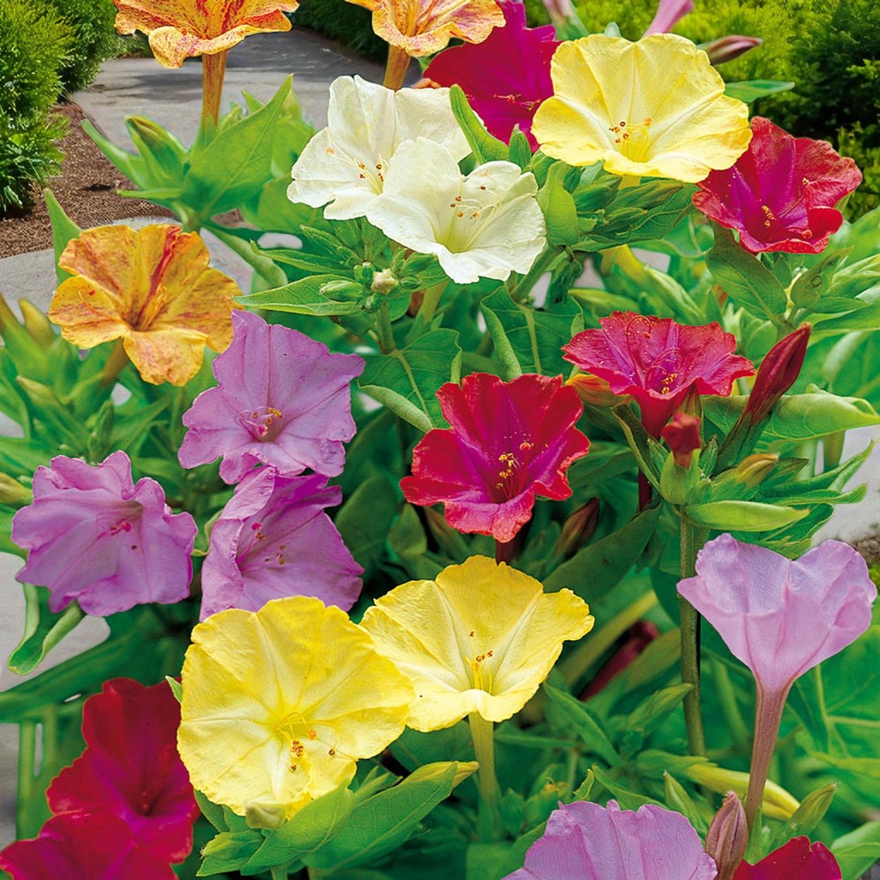 Mirabilis Jalapa Bare Root
