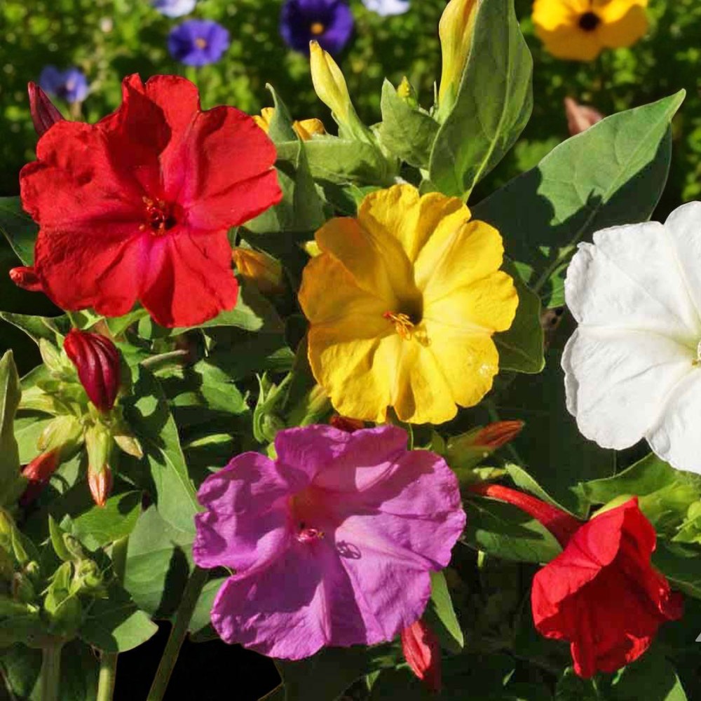 Mirabilis Jalapa Bare Root