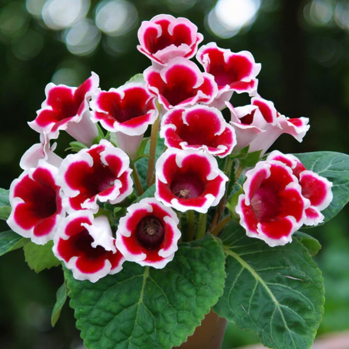 Gloxinia ‘Kaiser Friedrich’ Bulbs | Deep Red Blooms