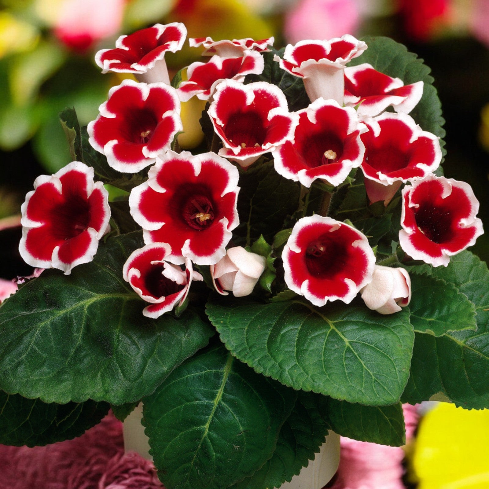 Gloxinia Kaiser Friedrich Bulbs | Deep Red Blooms