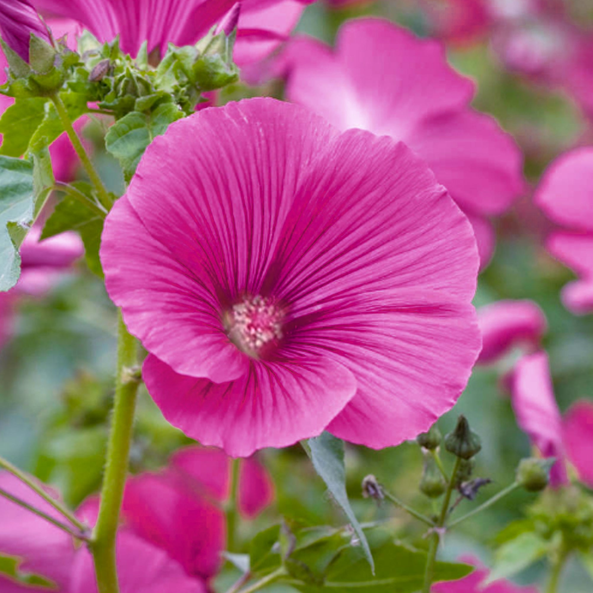 Lavatera Ruby Red - Tree Mallow Shrub