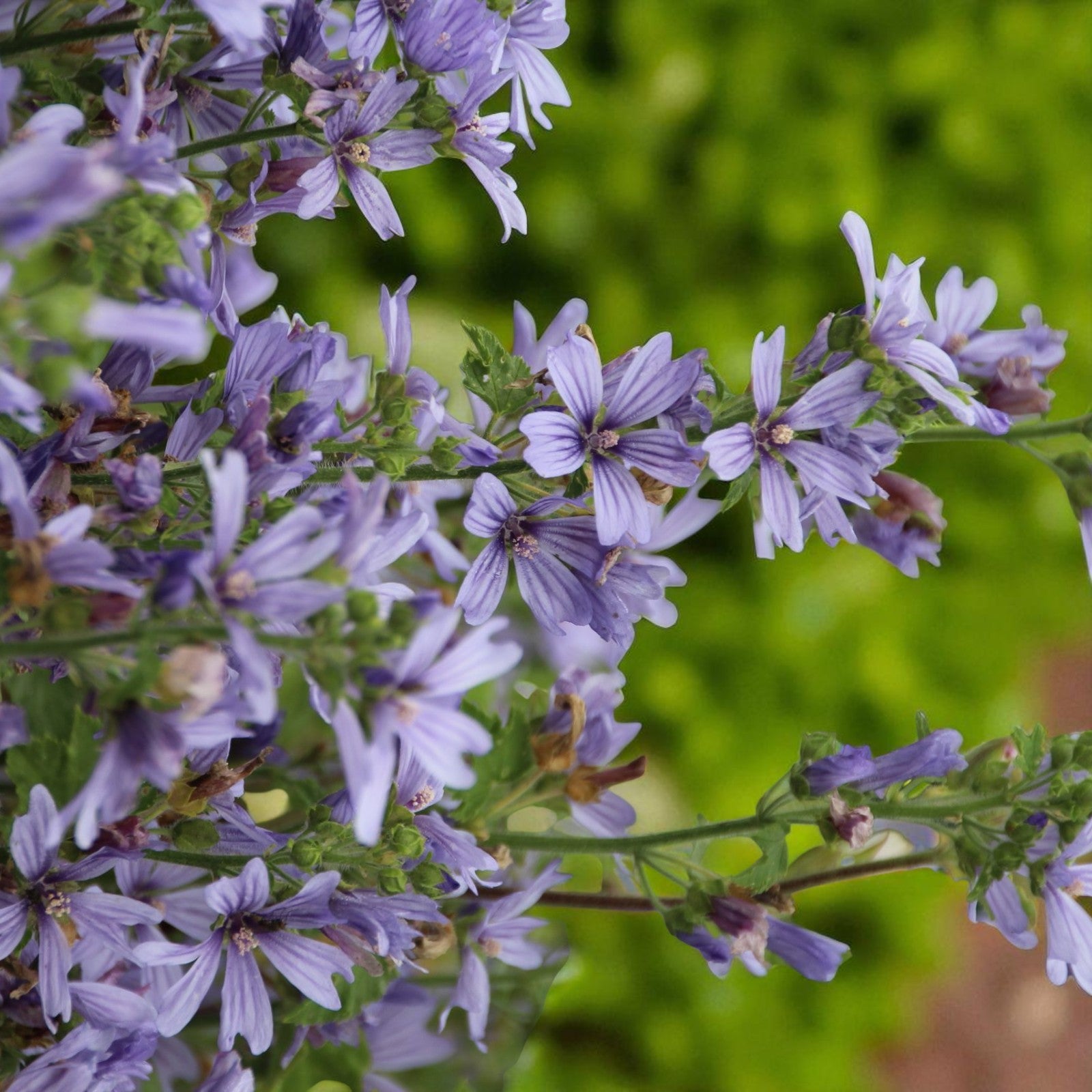 Malva Primley Blue Bare Root