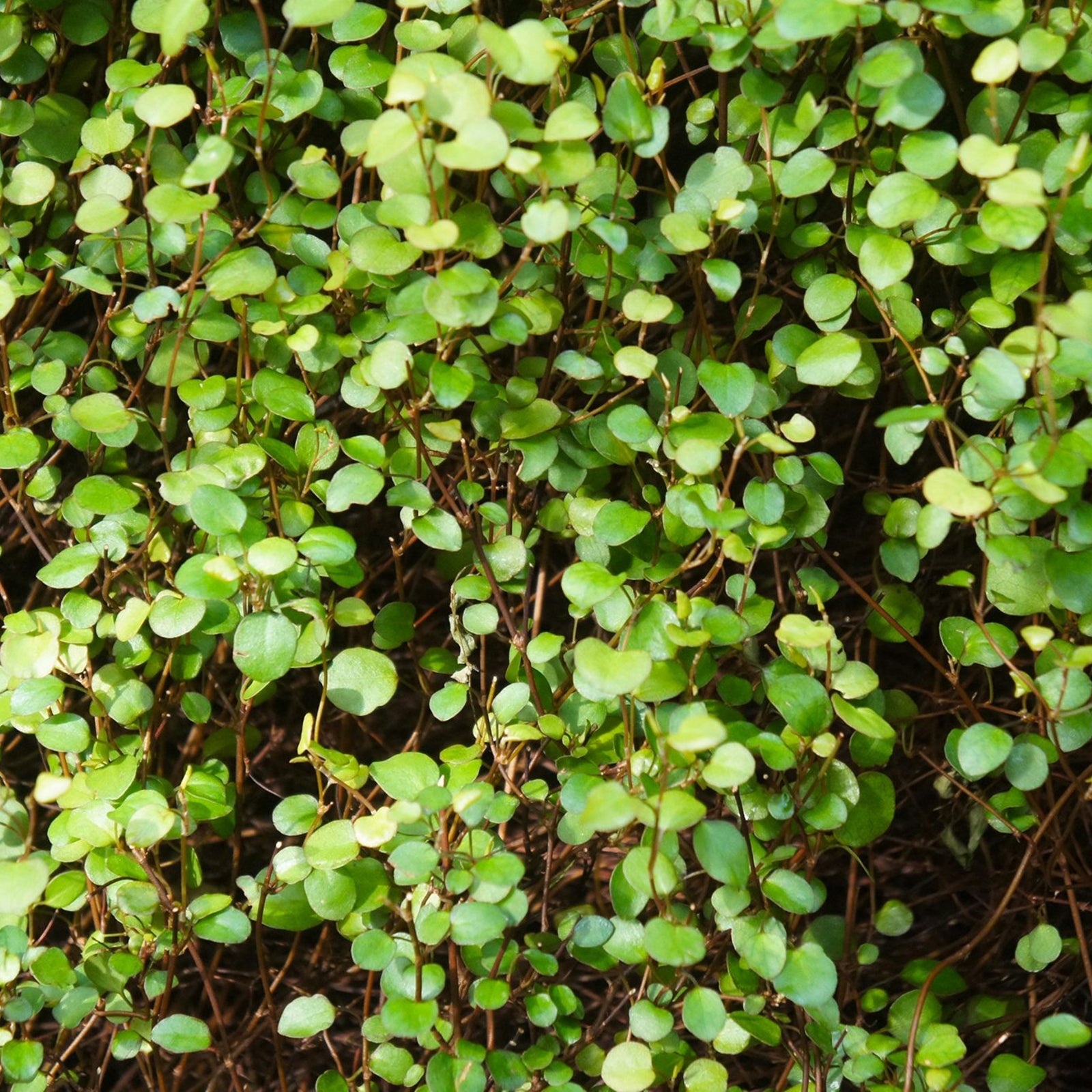 Muehlenbeckia Maori Plant in 6cm Pot