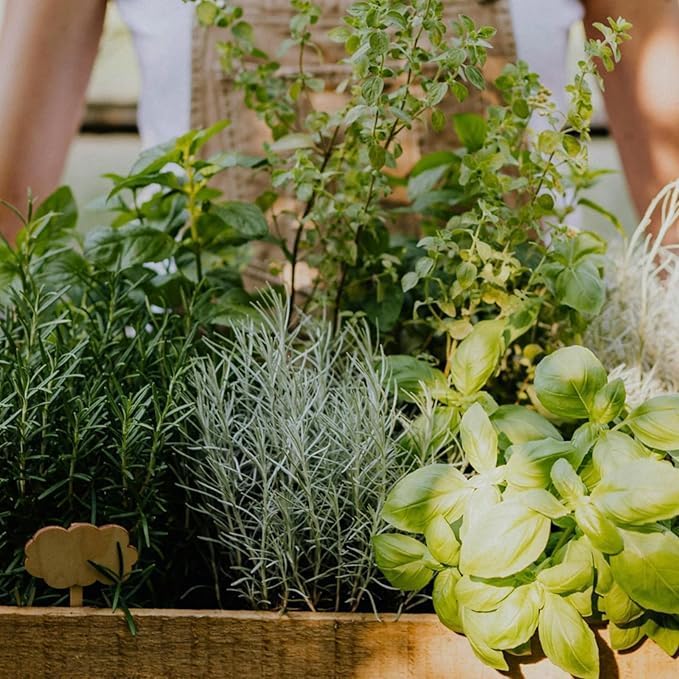 Mixed Herb Plants | Fresh Culinary Herbs