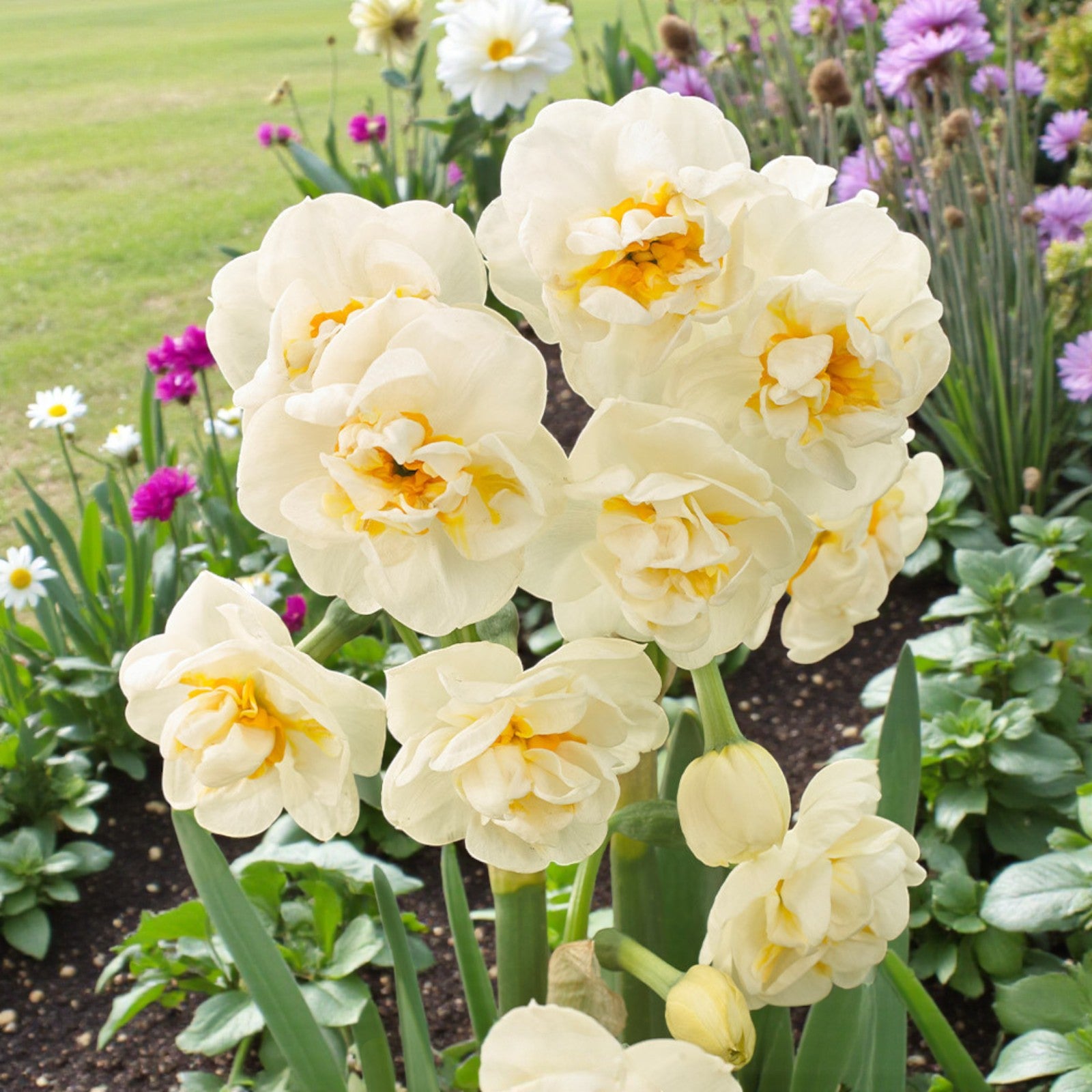 Narcissus Abba | Cream & Yellow Daffodil