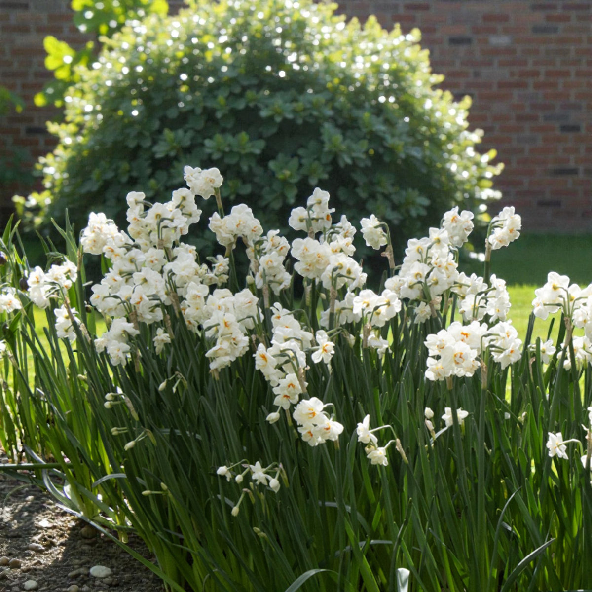 Narcissus Abba | Cream & Yellow Daffodil