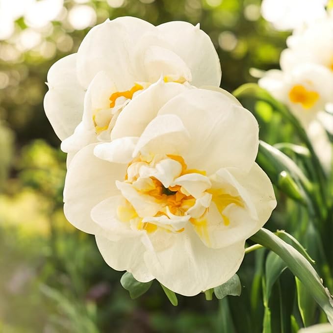 Narcissus Abba | Cream & Yellow Daffodil