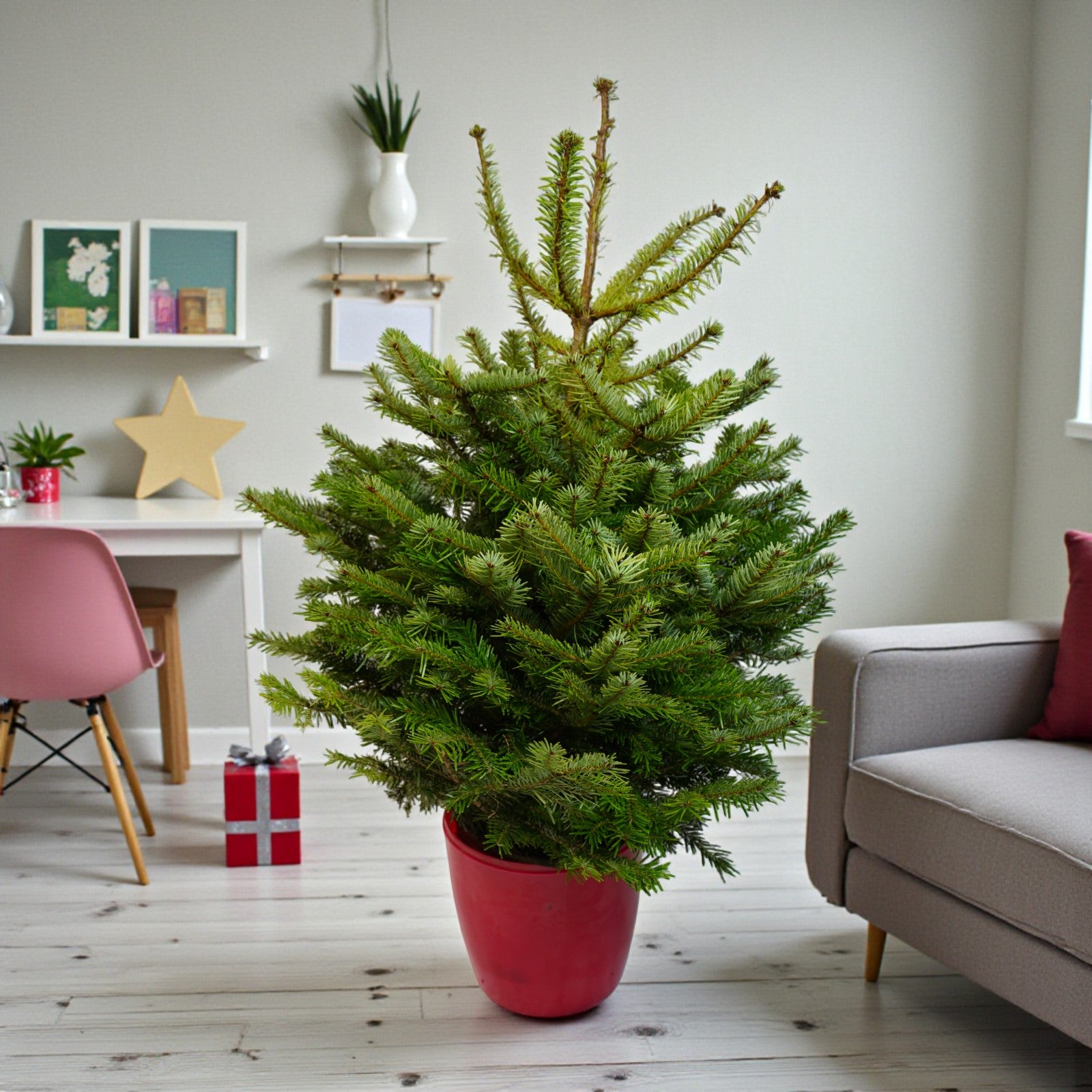 Real Nordmann Fir Pot Grown Christmas Tree | Potted Tree | Carbeth Plants