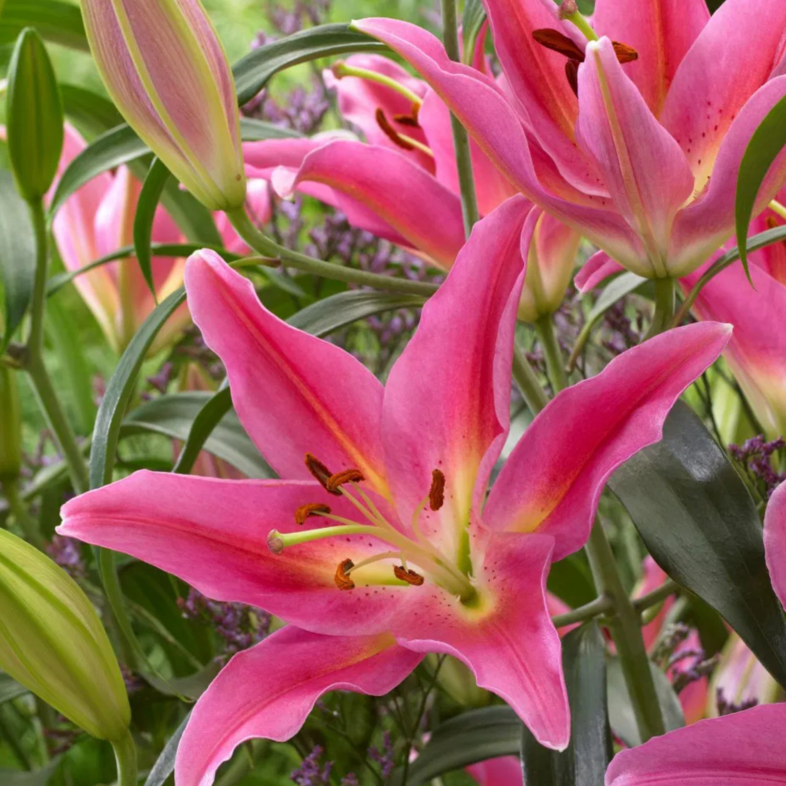 Oriental Lily Mount Cook Bulbs | Pink-Magenta Flowers