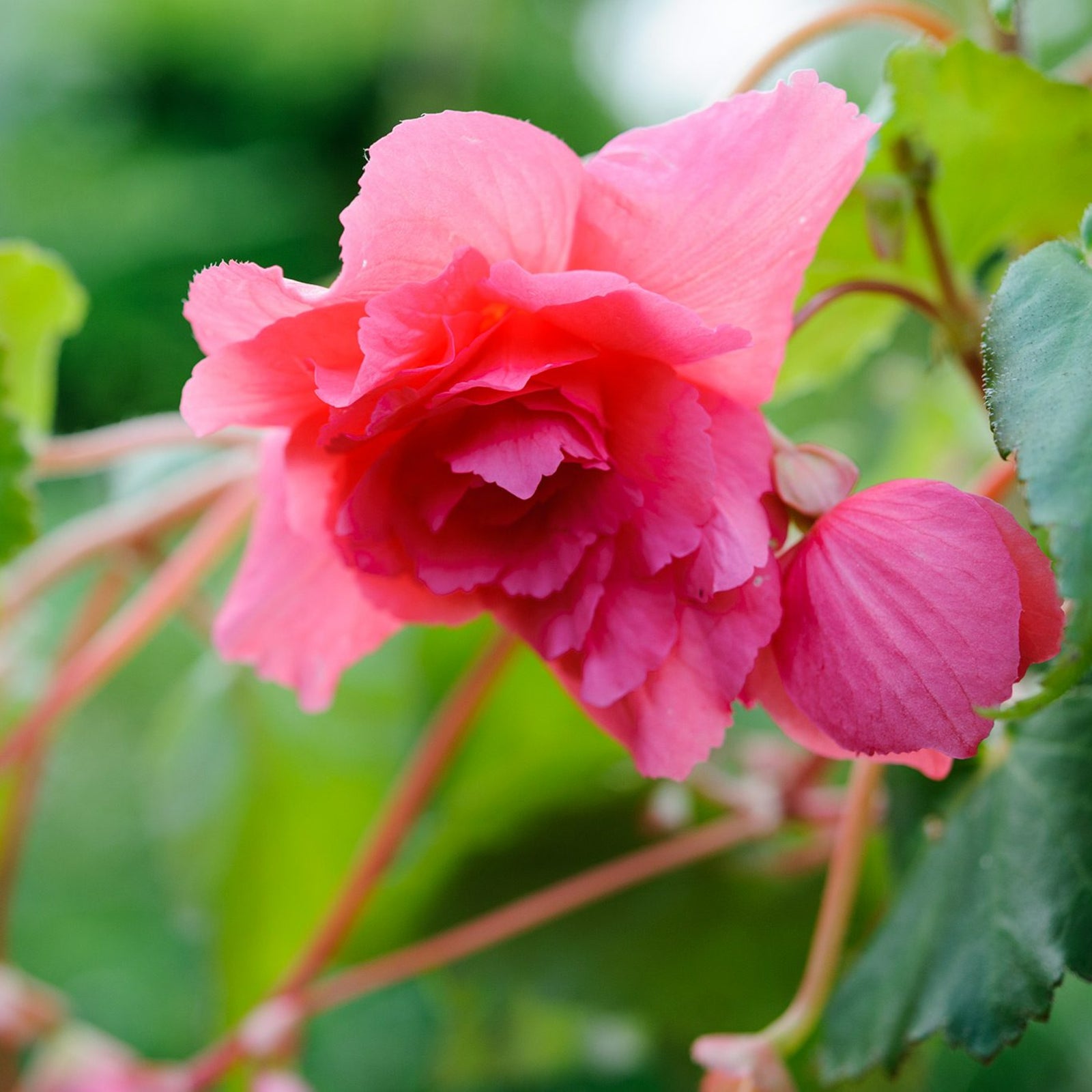 Begonia Pendula Pink Trailing Tubers – Carbeth Plants
