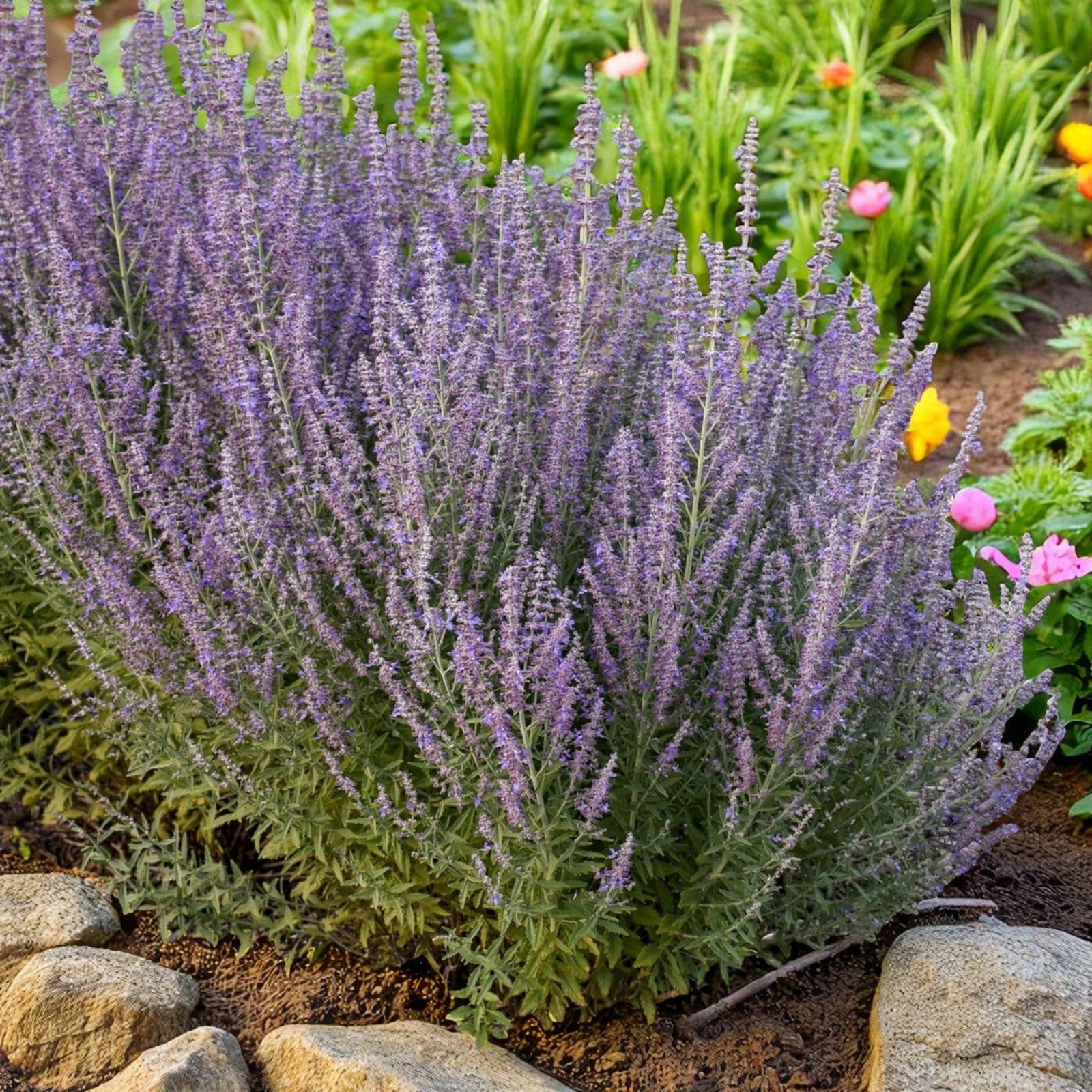 Perovskia Blue Spire Bare Root