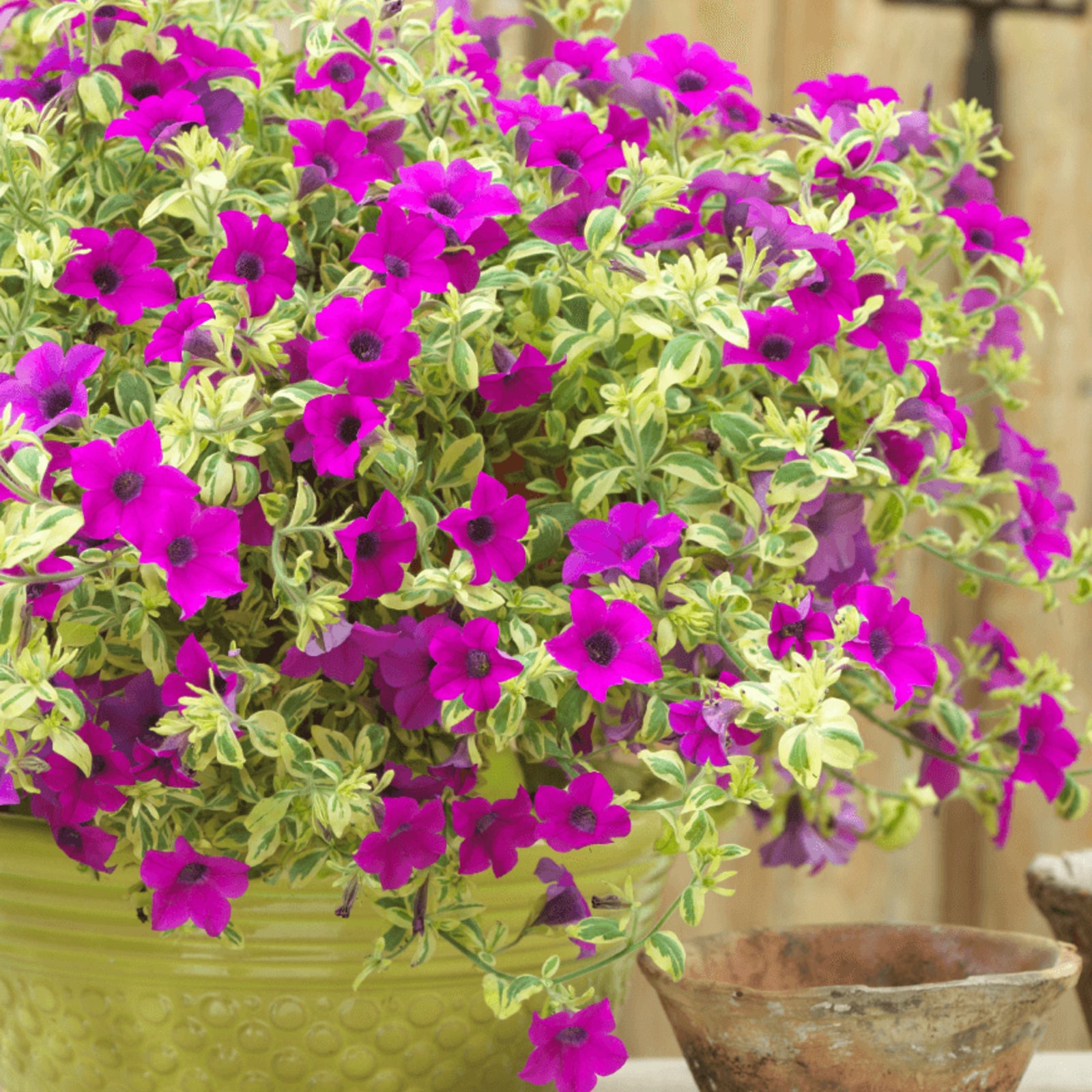 Petunia Surfinia Mini Purple Variegated – Carbeth Plants