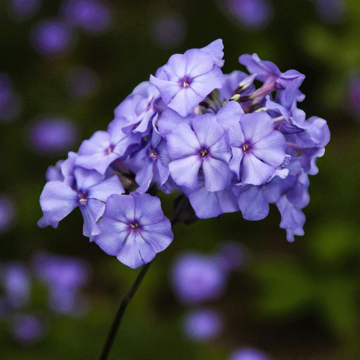 Nepeta, Perovskia & Phlox Bare Root Mix