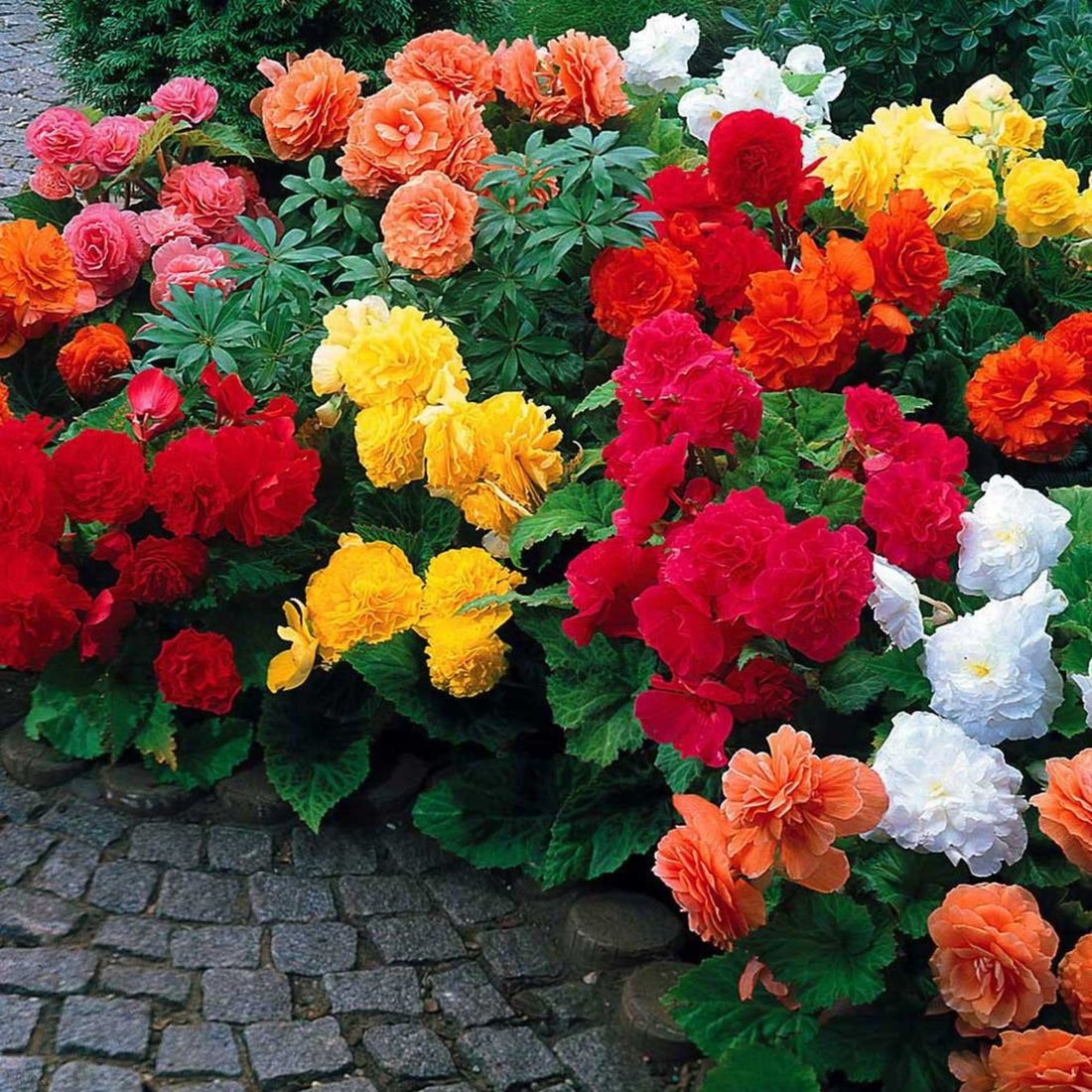 Plug Plants - Begonia Nonstop Mix | Summer Blooms