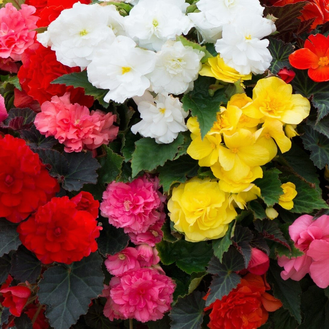 Plug Plants - Begonia Nonstop Mix | Summer Blooms