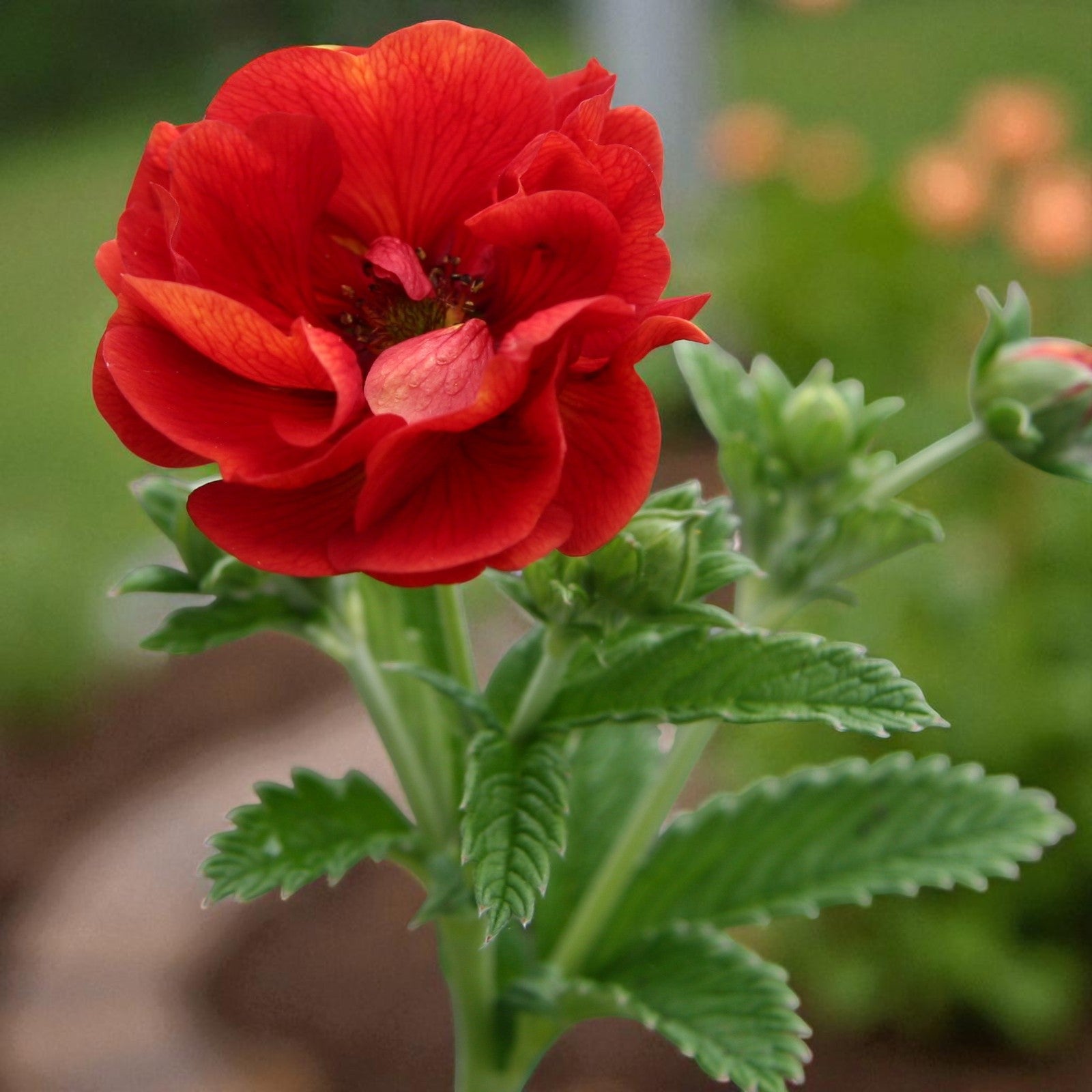 Potentilla Arc En Ciel Bare Root