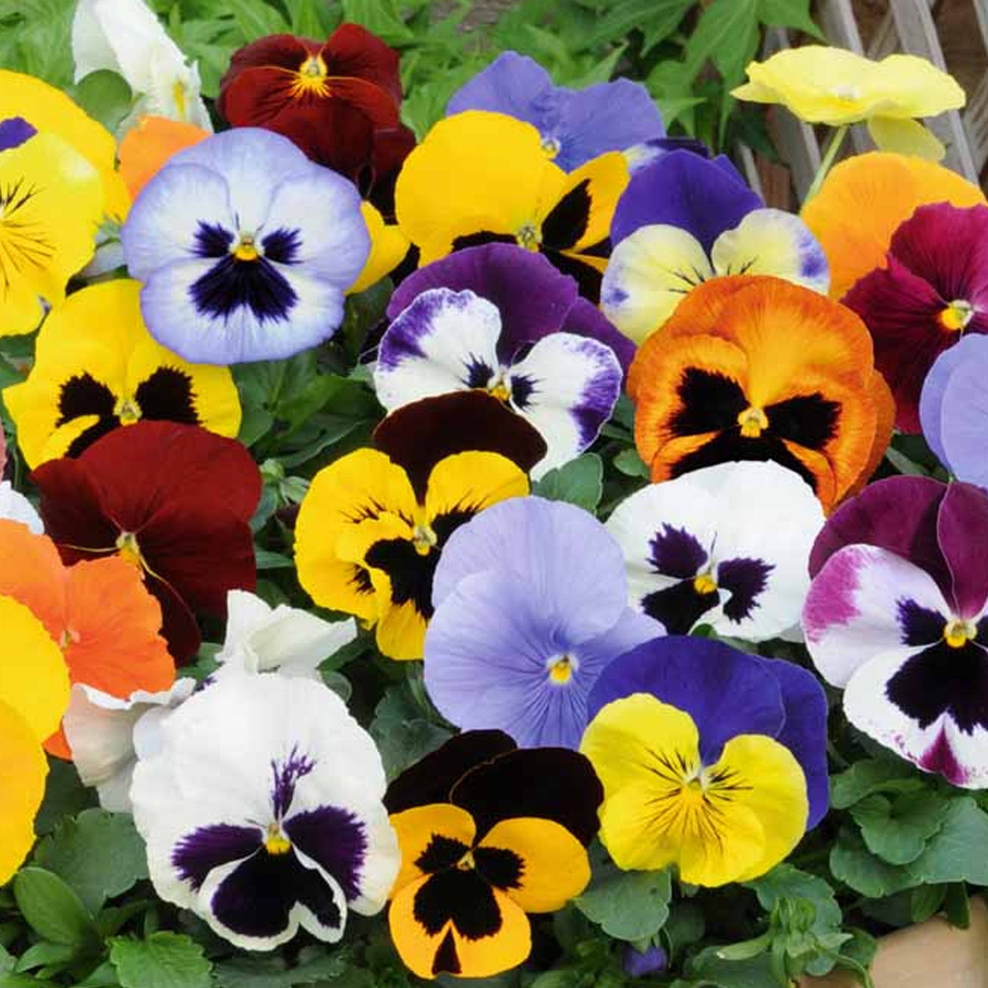 Pansy Matrix Mix Pack | Bedding Plants