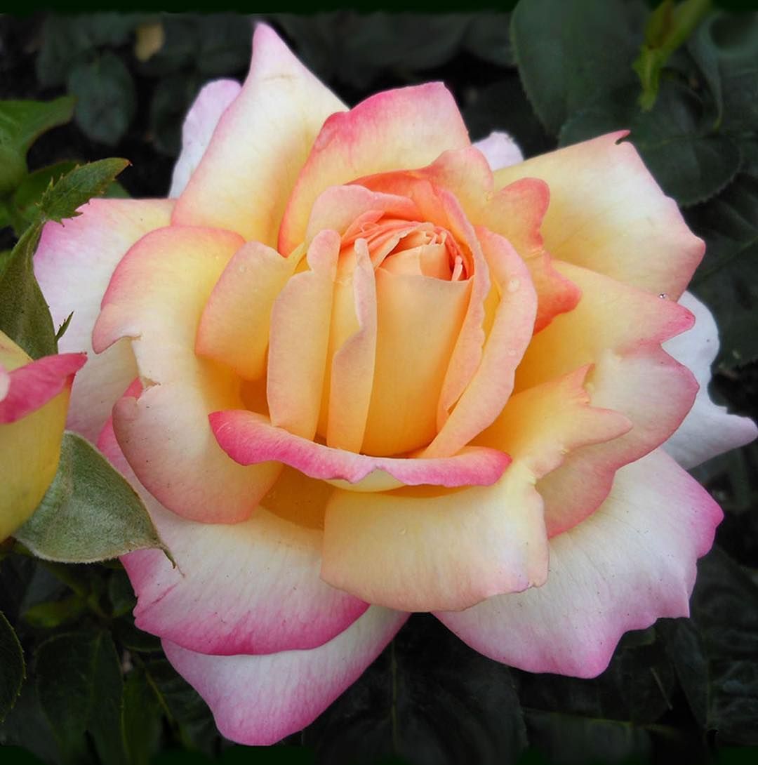 Peace Bare Root Rose
