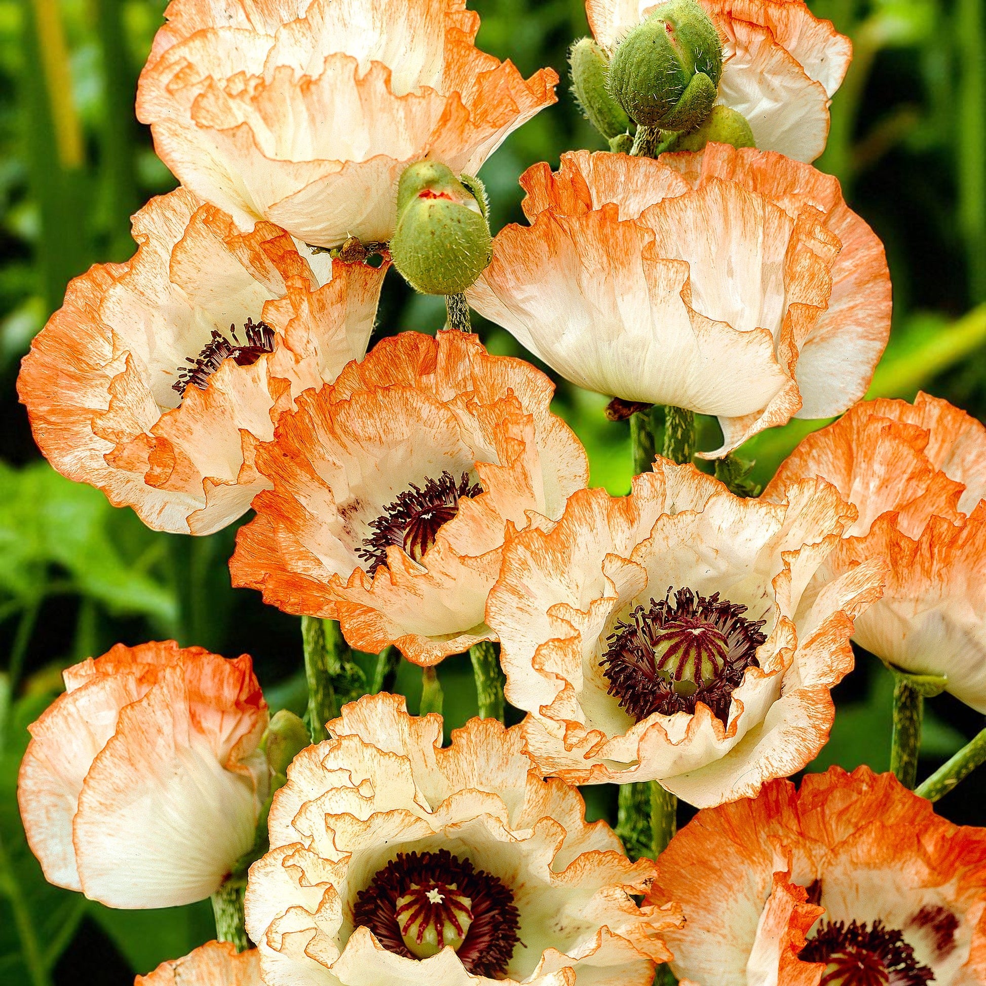 Poppy Papaver Picotee Bare Root