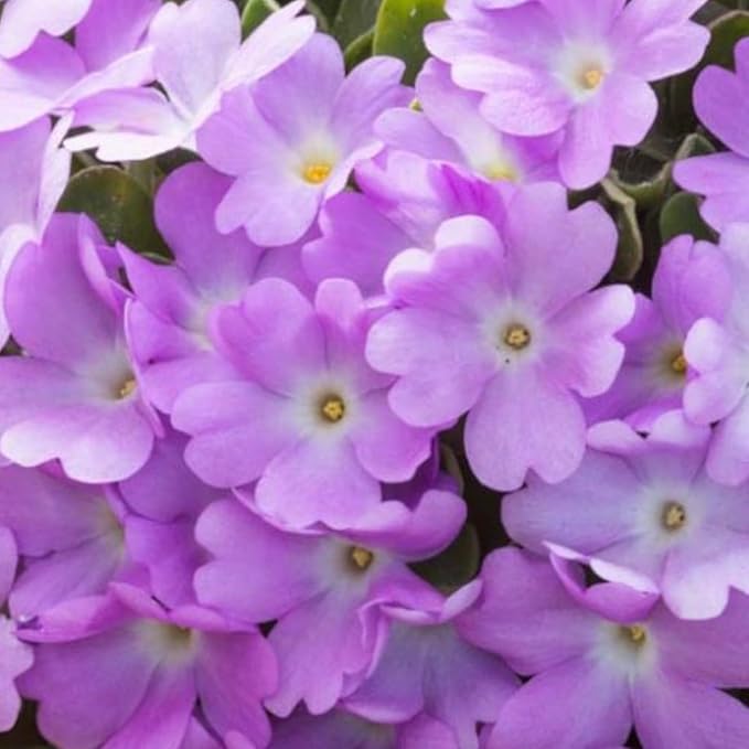 Primrose Lavender White Shades Bedding Plants
