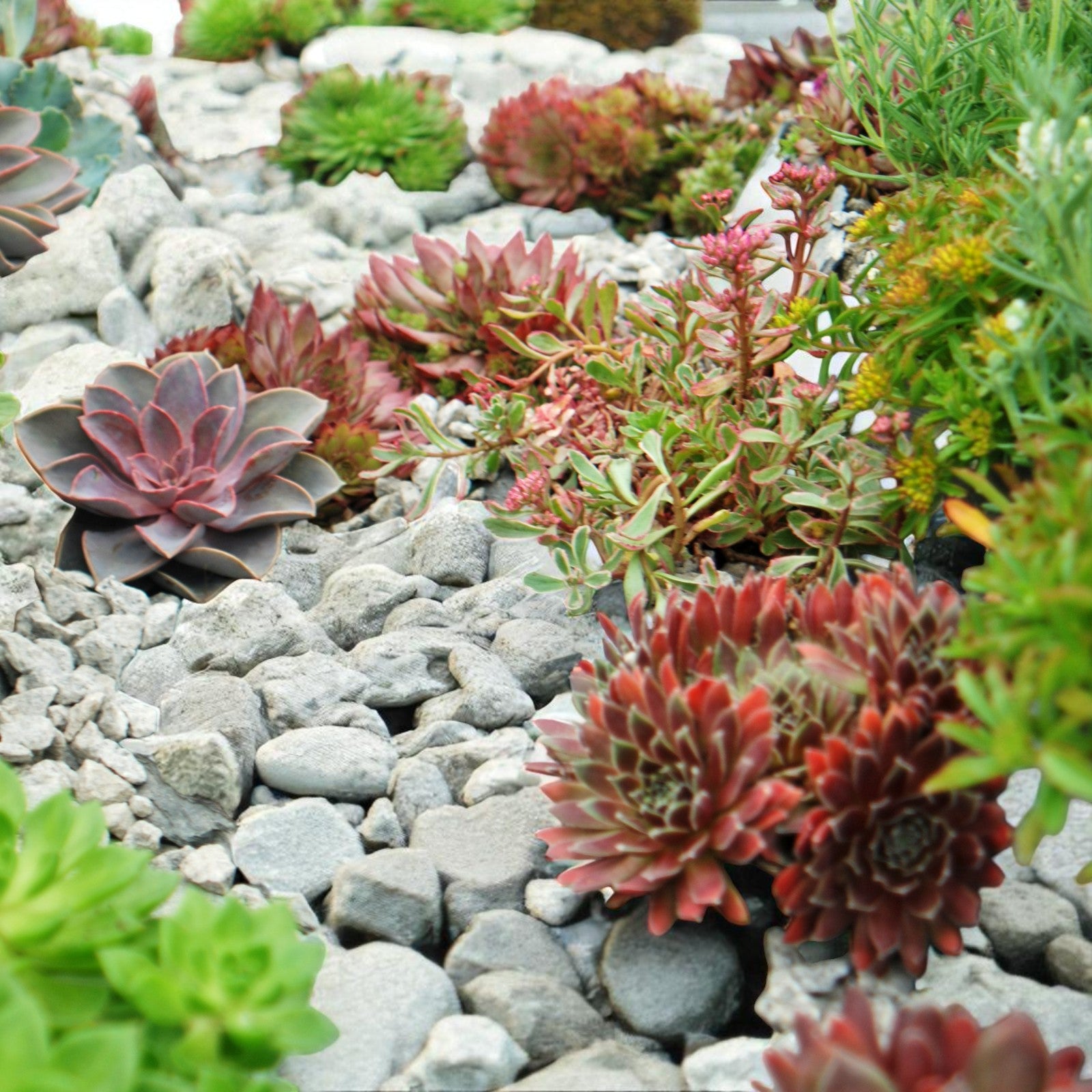 Alpine Rockplant Mix | Hardy Rock Garden Plants