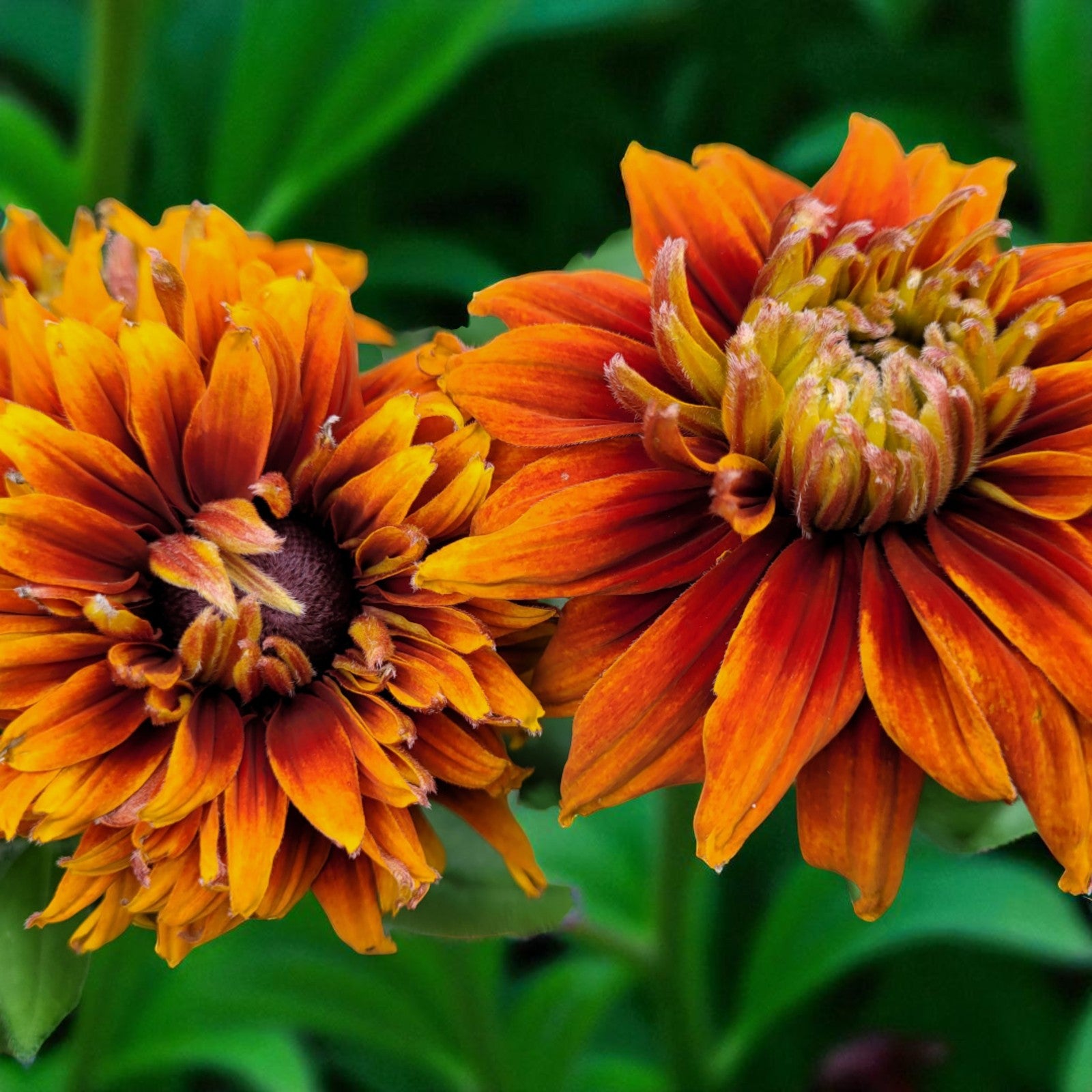 Rudbeckia Cherokee Sunset Bare Root