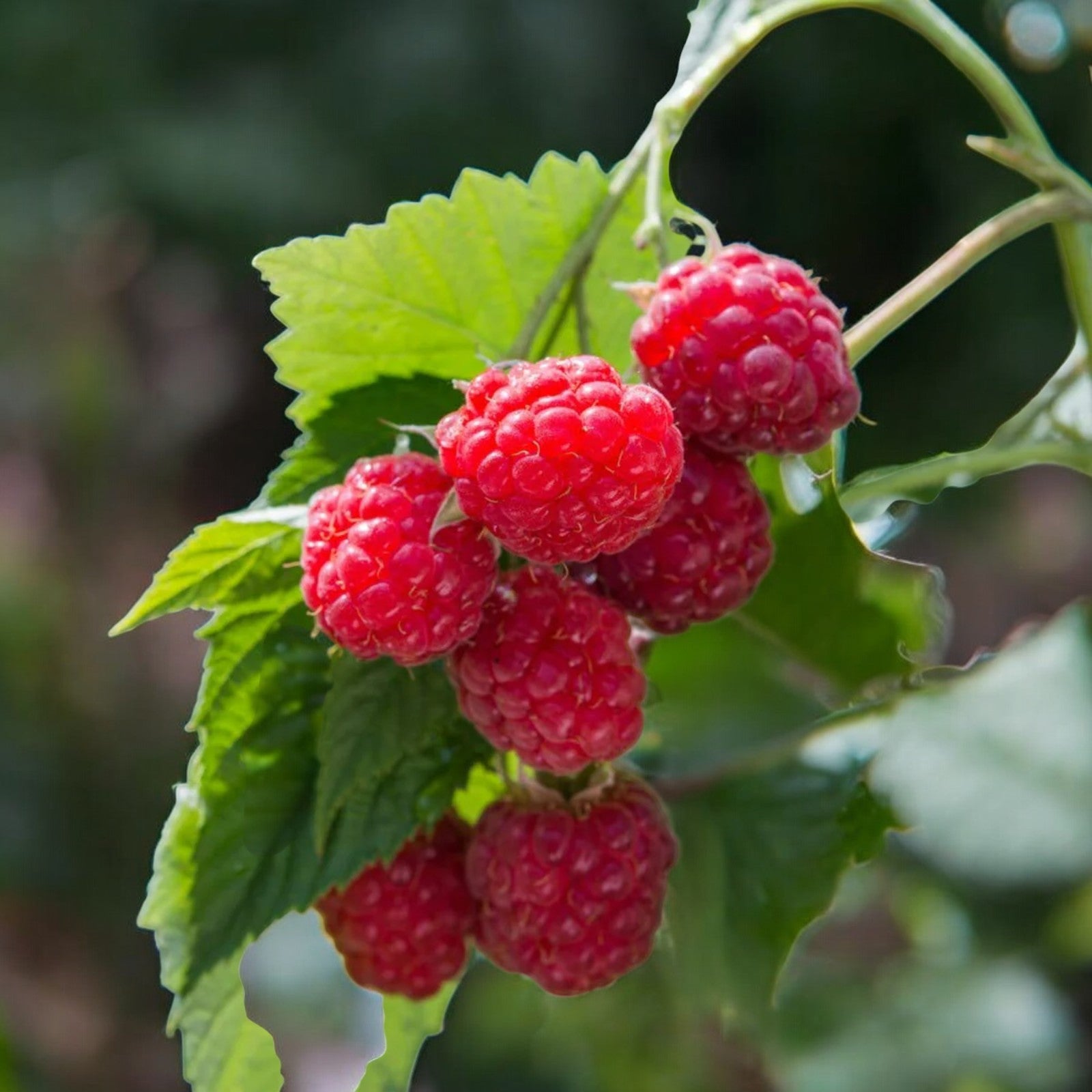Raspberry Autumn Bliss | Red Autumn Fruit