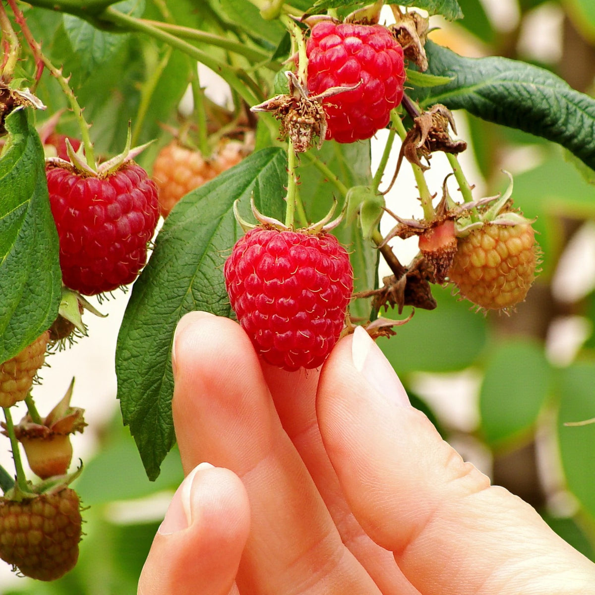 Raspberry Autumn Bliss | Red Autumn Fruit