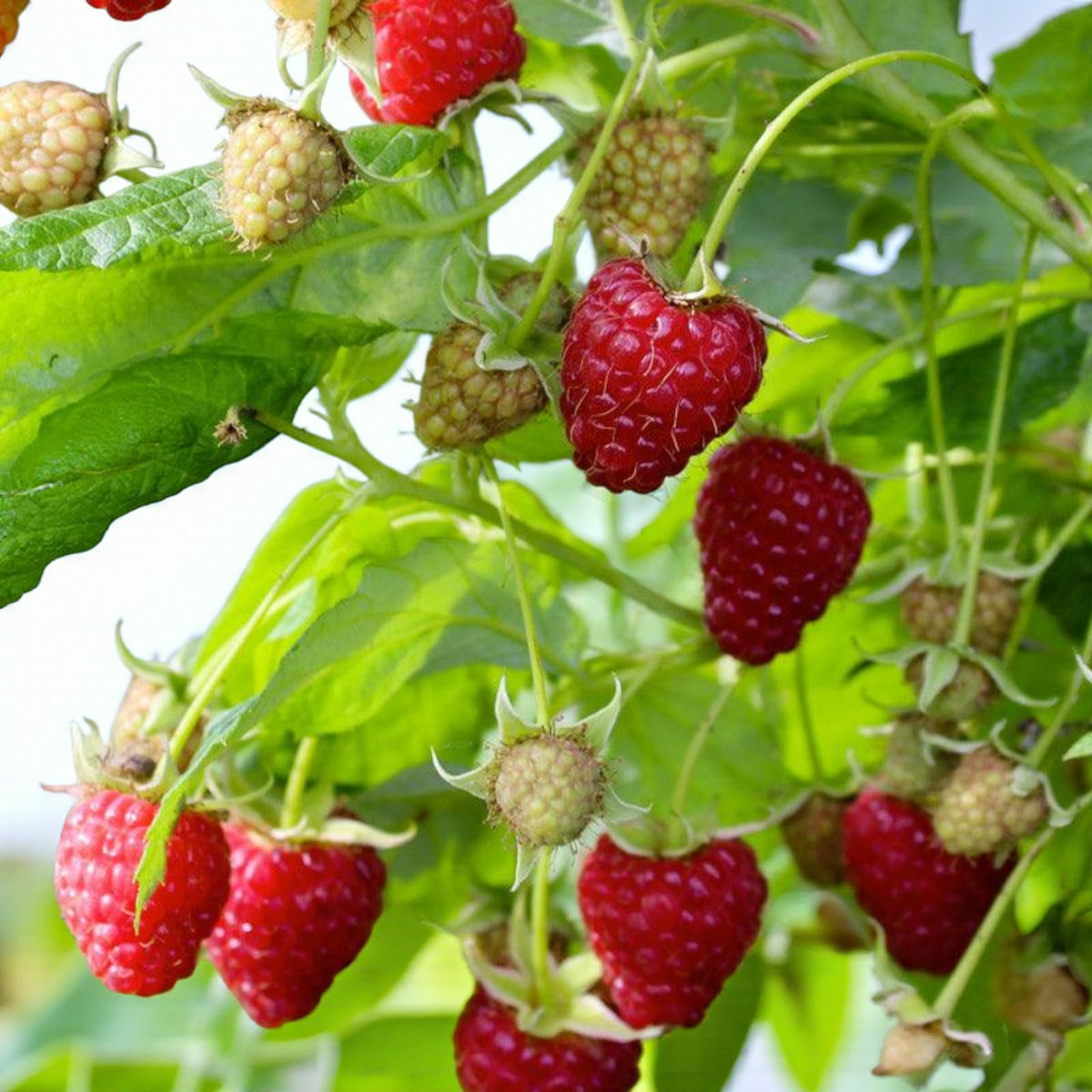 Raspberry Cascade Delight | Large Red Fruit