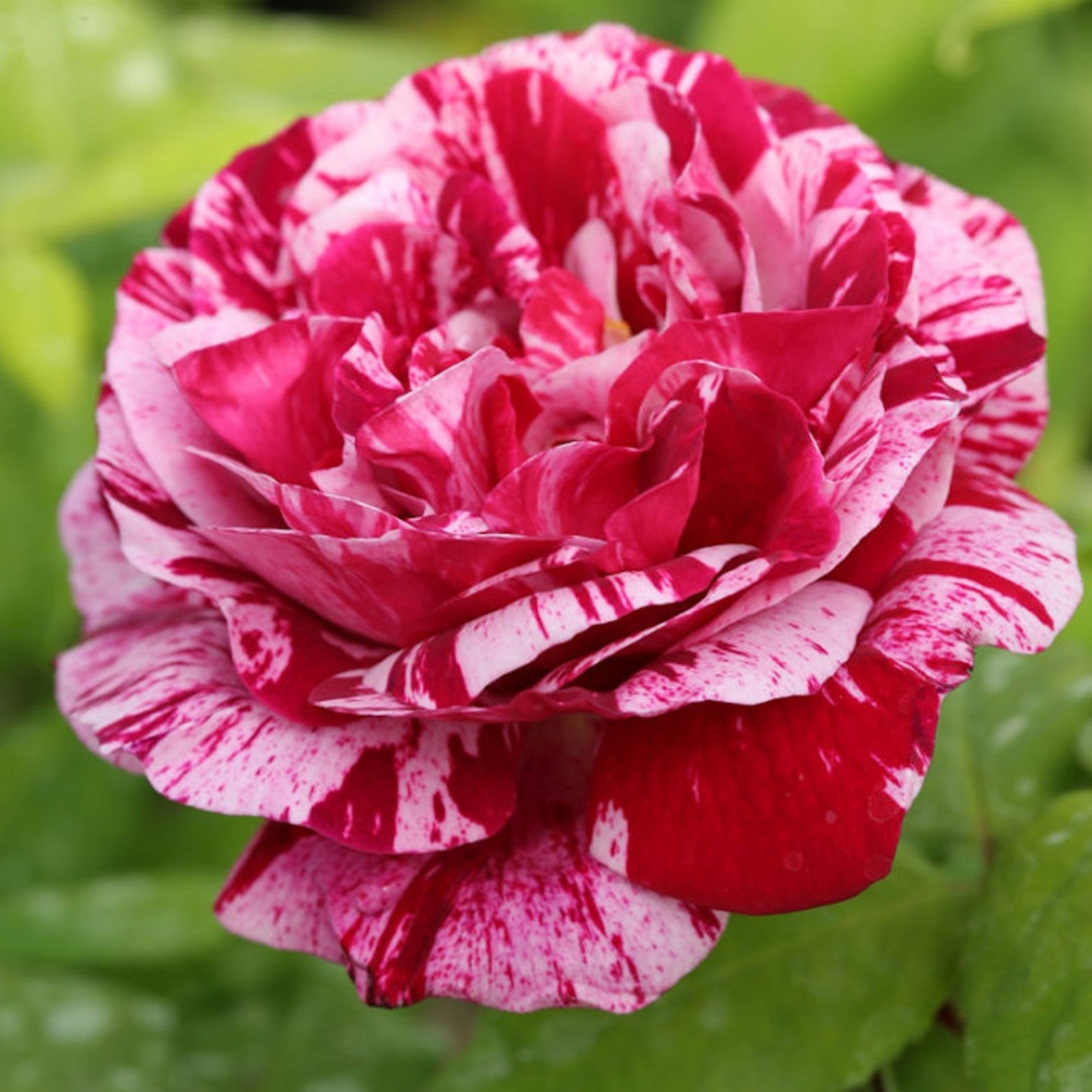 Ferdinand Pichard Rose Bush Pink Stripe | 3L Potted Rose Plant ...