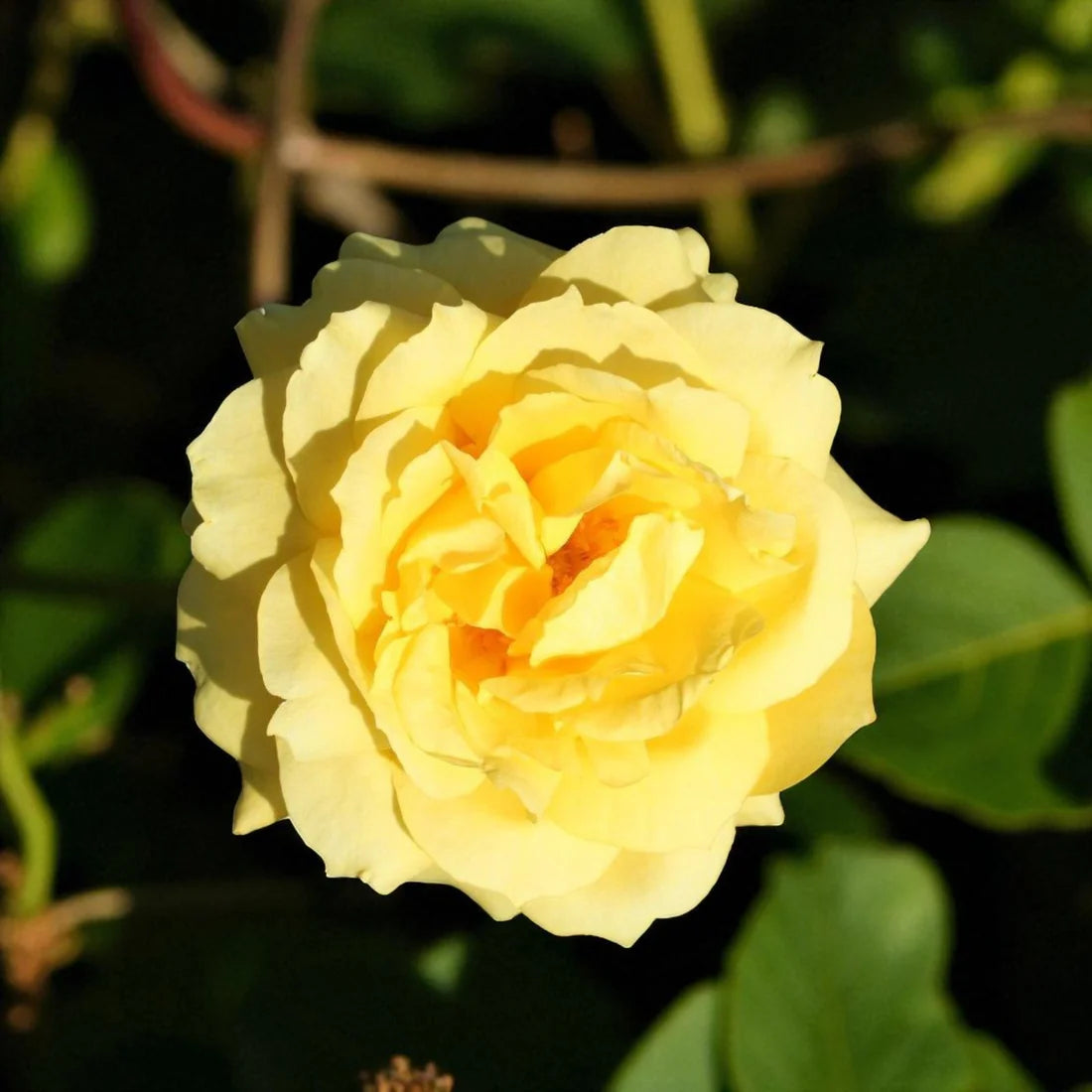 Rosa Chinatown Rose | Yellow Rose