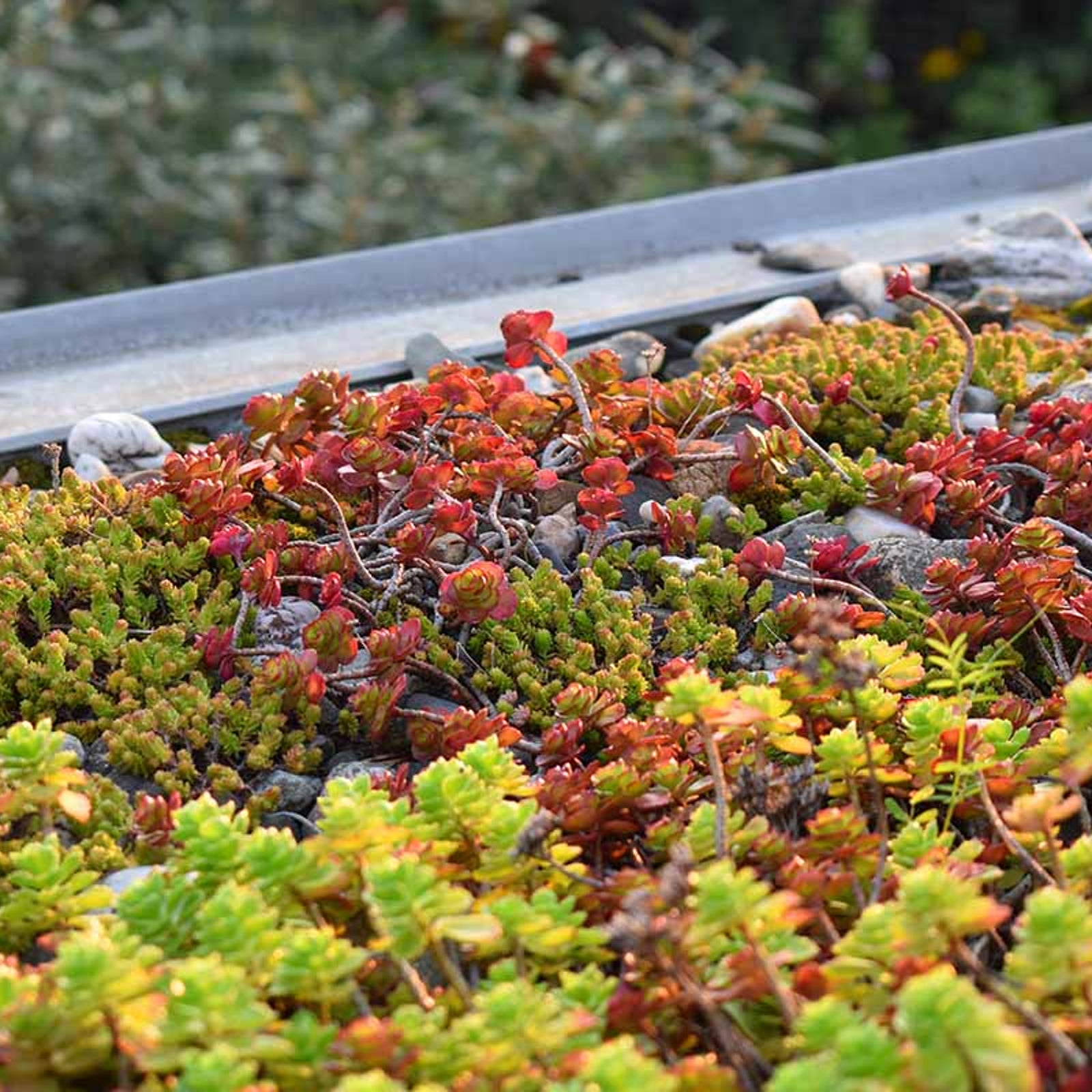 Sedum Stonecrop Plant Mix | Flowering Outdoor Succulents