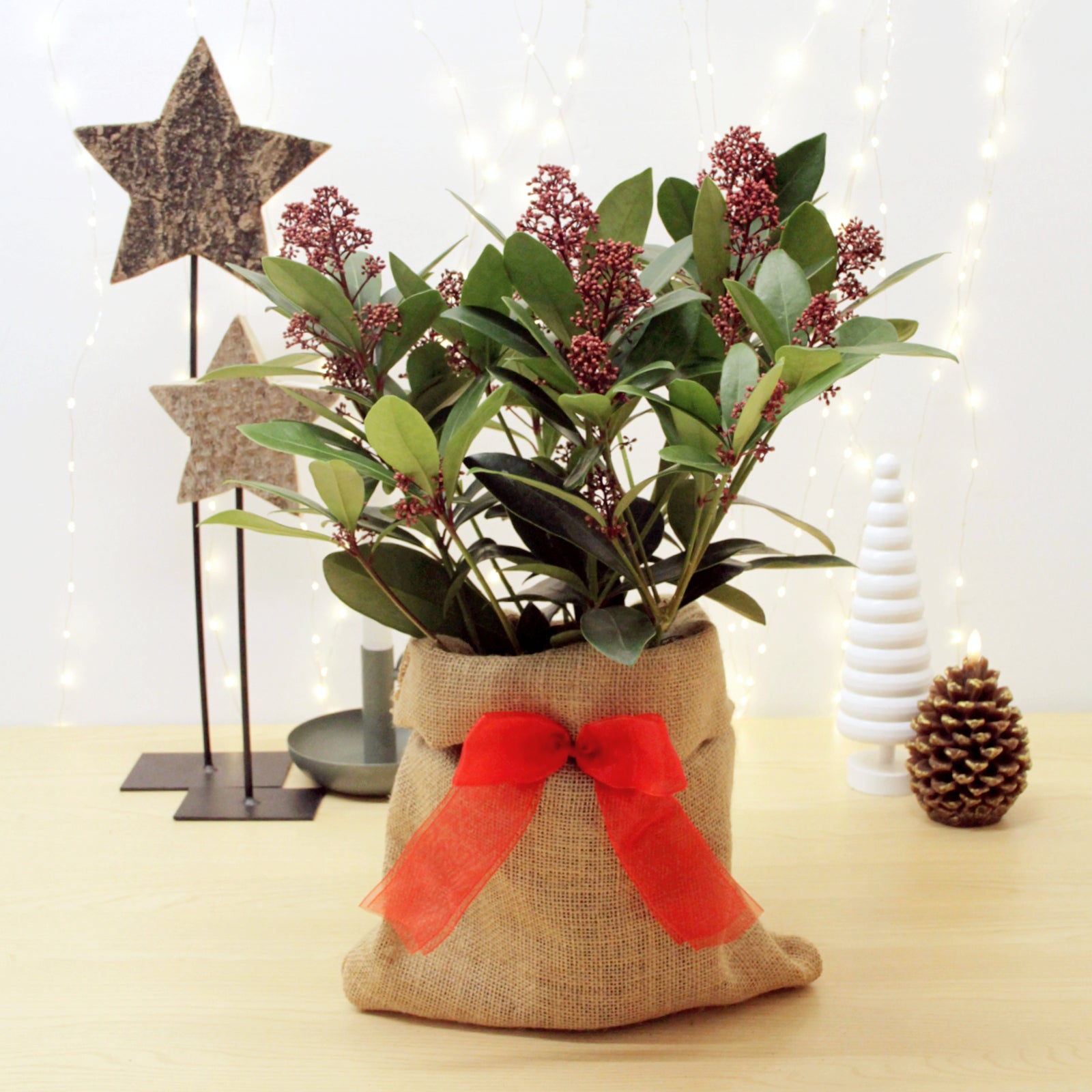 Skimmia Rubella Plant Gift Wrapped – Carbeth Plants