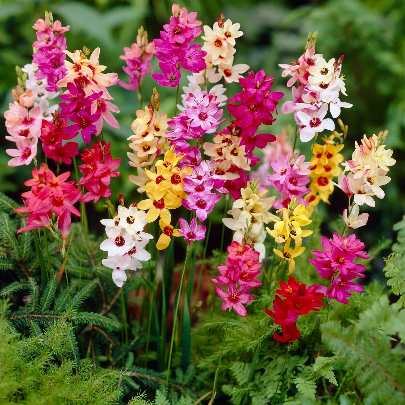 Summer Colour Festival 100 Bulb Collection – Carbeth Plants