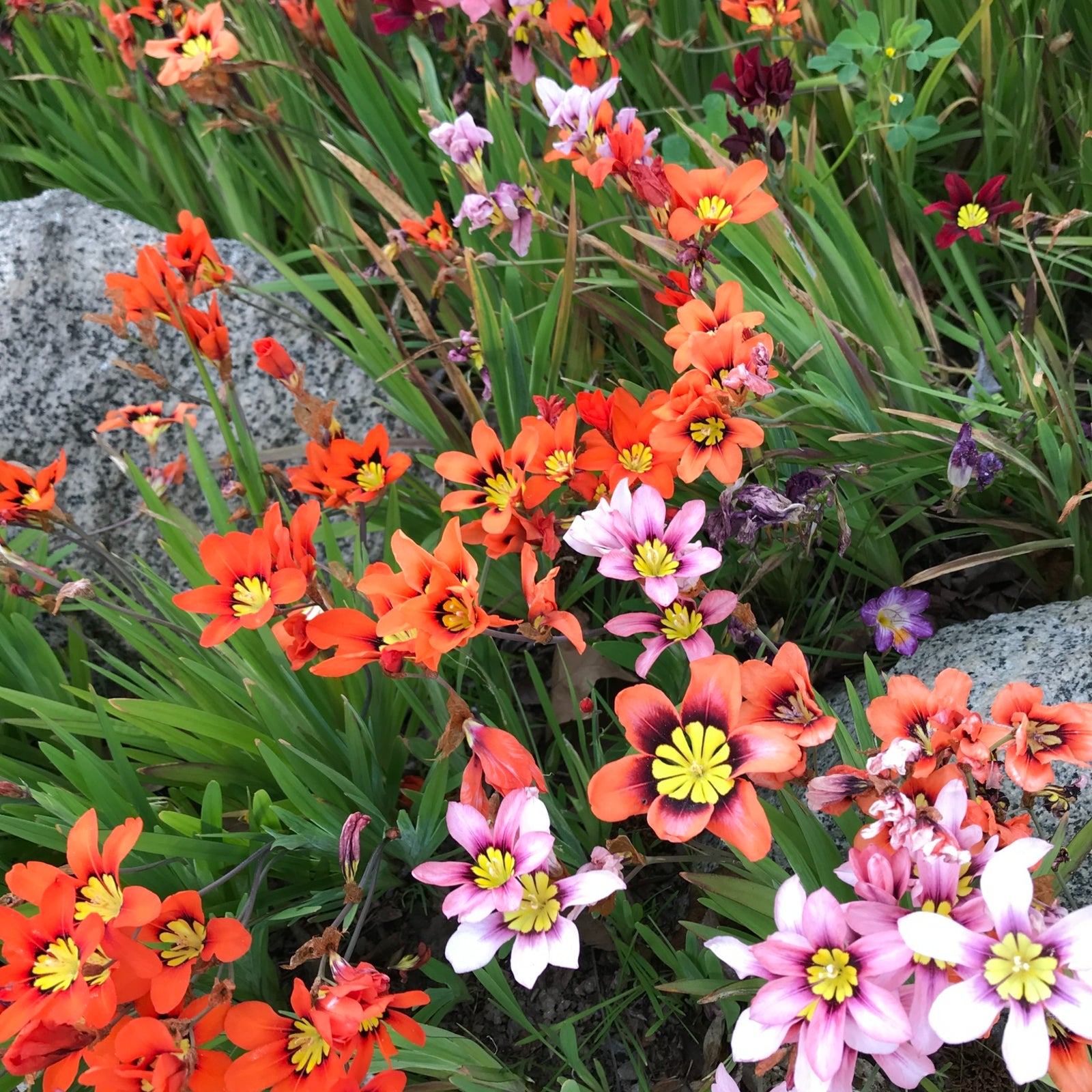 Summer Colour Festival 100 Bulb Collection – Carbeth Plants