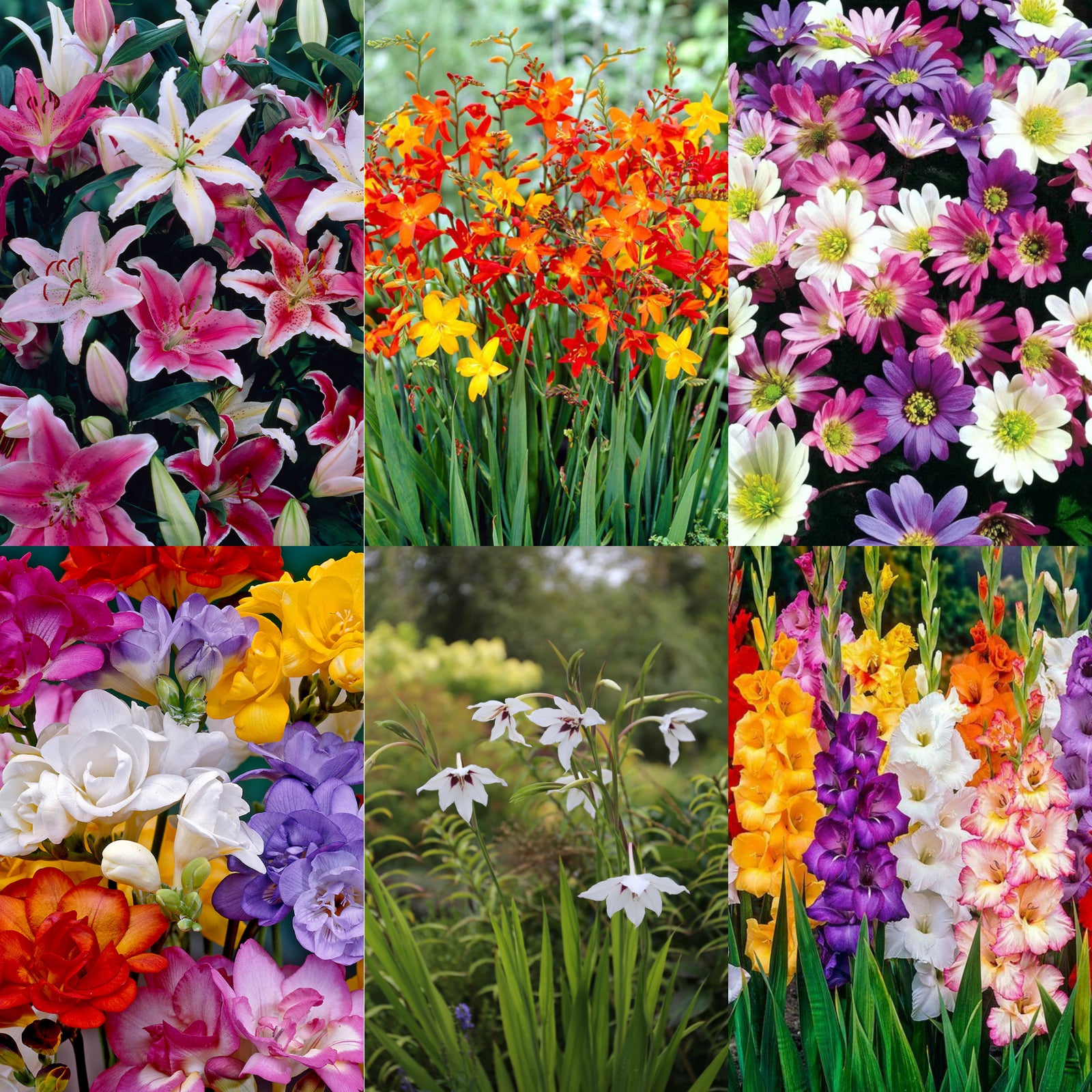 100 x Mixed Summer Bulbs – Carbeth Plants