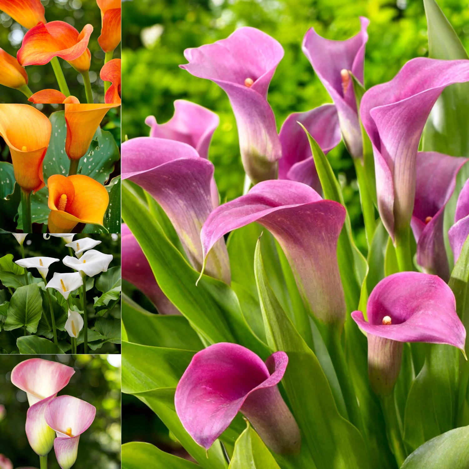 Calla Lily Daybreak Mix Summer Bulbs | Zantedeschia | Soft Pastels ...