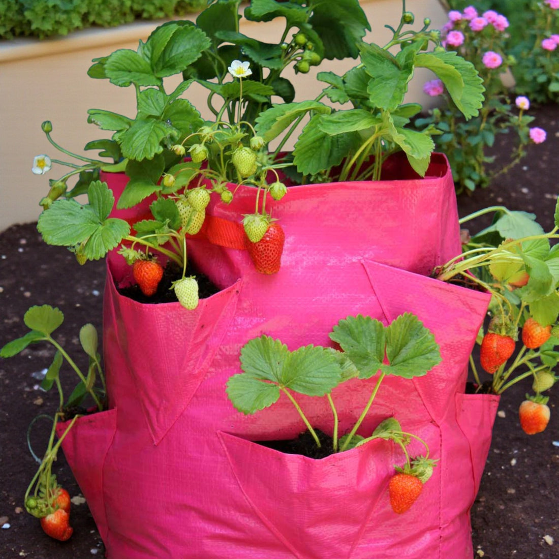 Fruit & Herb Patio Planter | Grow at Home