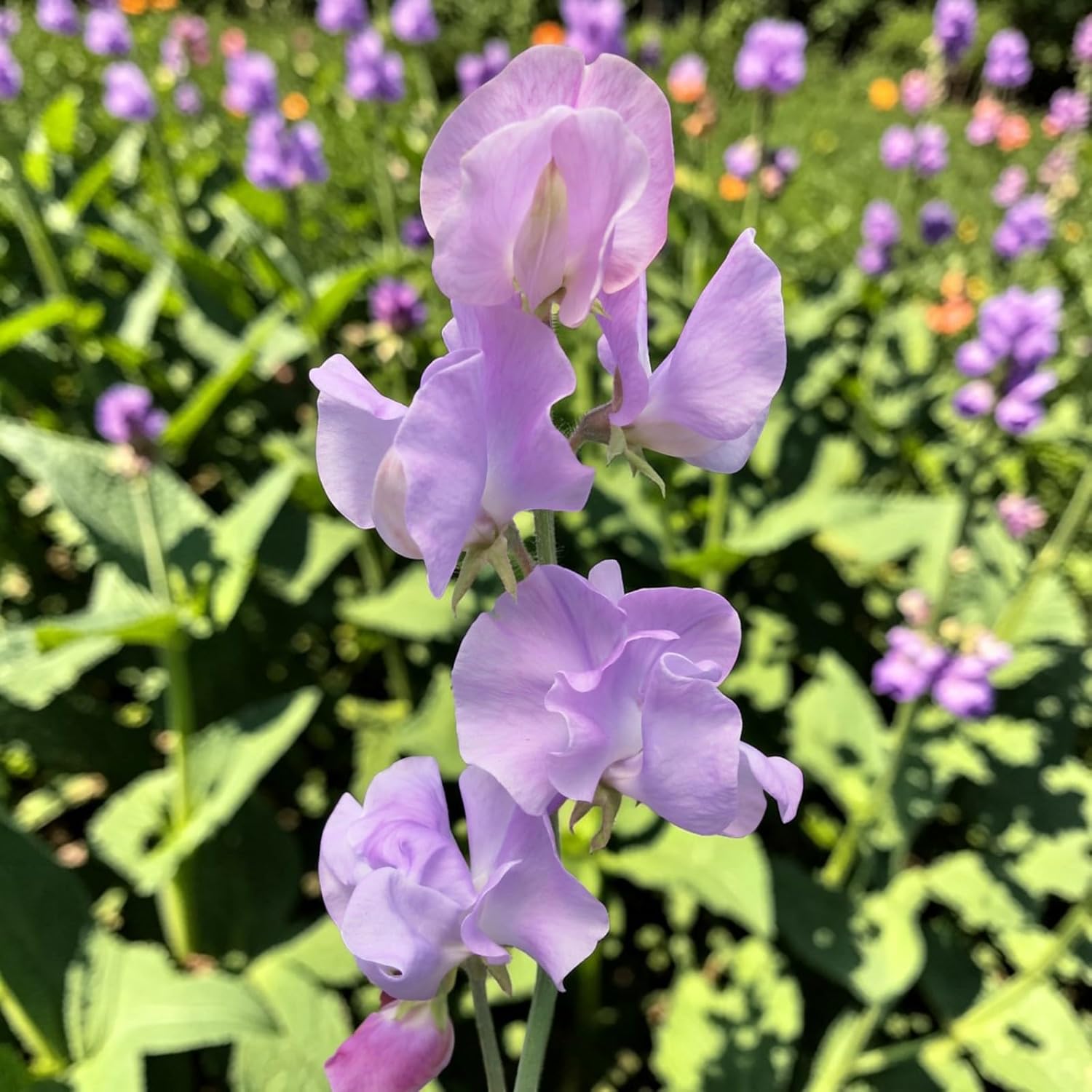 Sweet Pea Lavender Plant | Lavender Blooms