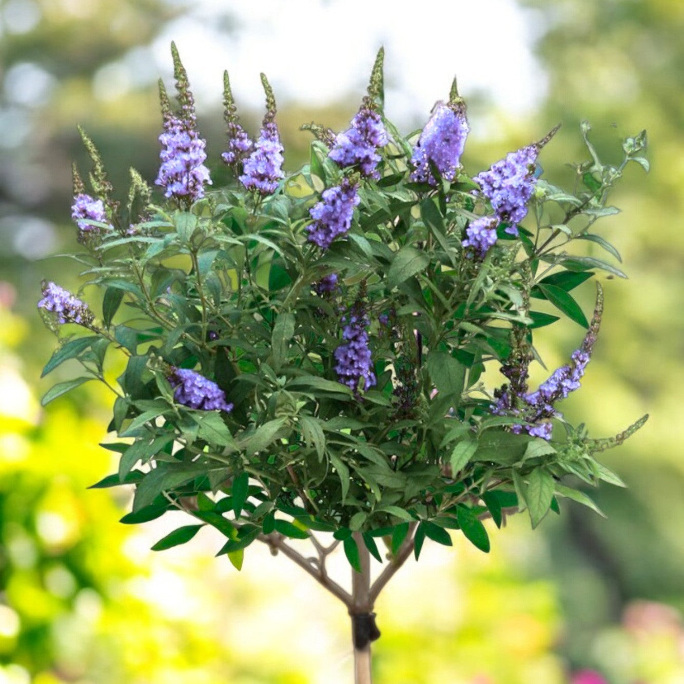 Blue Buddleia Davidii Ornamental Patio Tree in 7L Pot – Carbeth Plants
