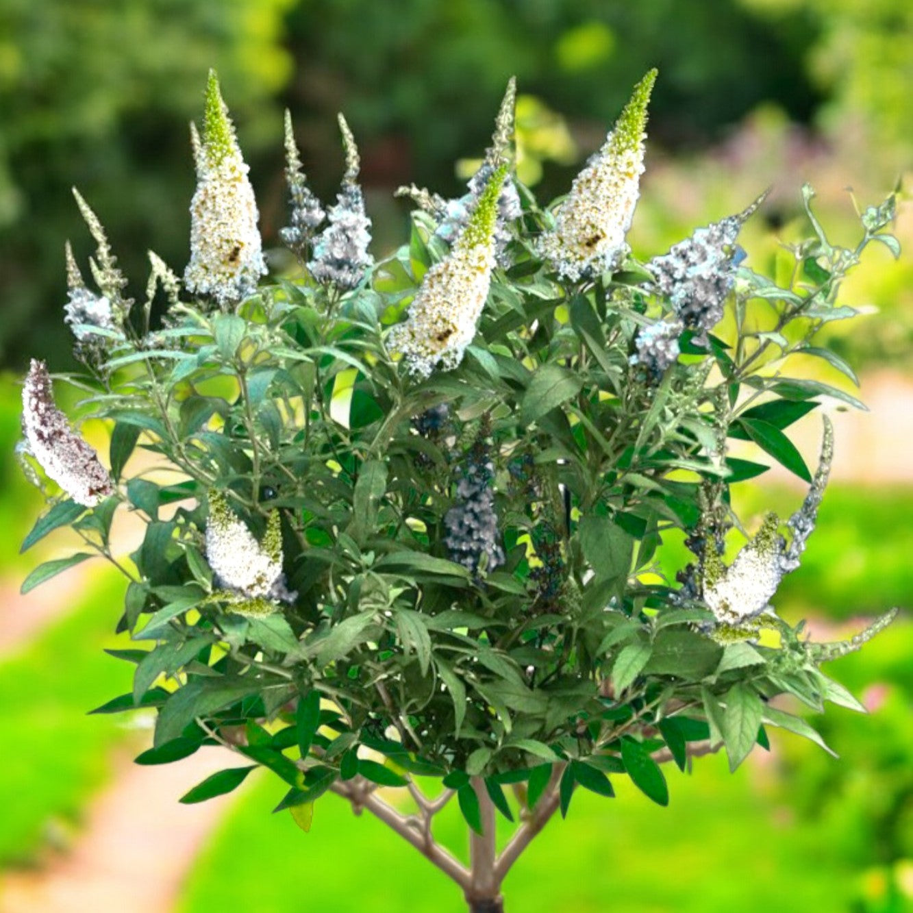 White Buddleia Davidii Ornamental Patio Tree in 7L Pot – Carbeth Plants